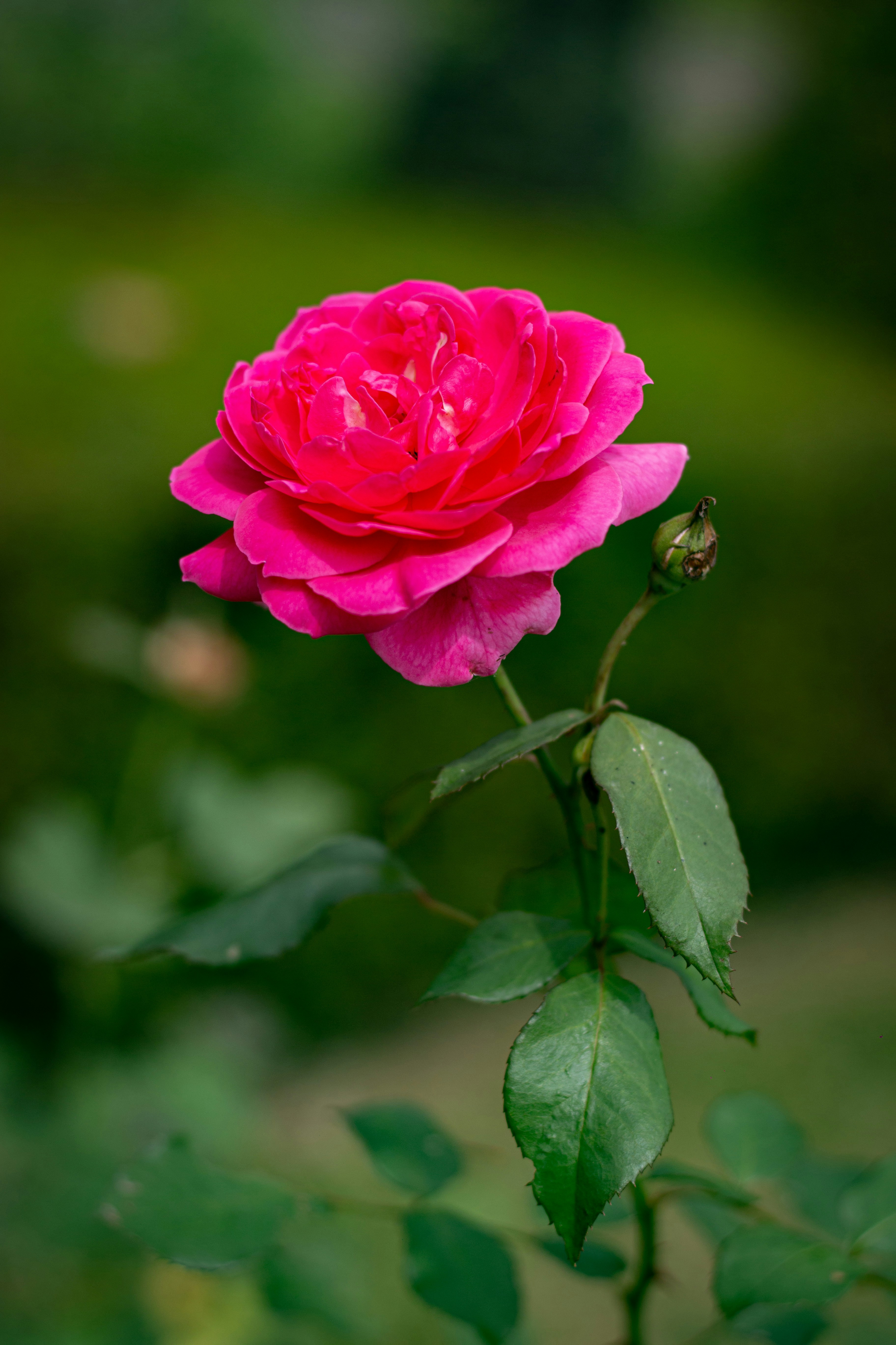 A pink rose with green leaves in the foreground photo – Free Rose ...
