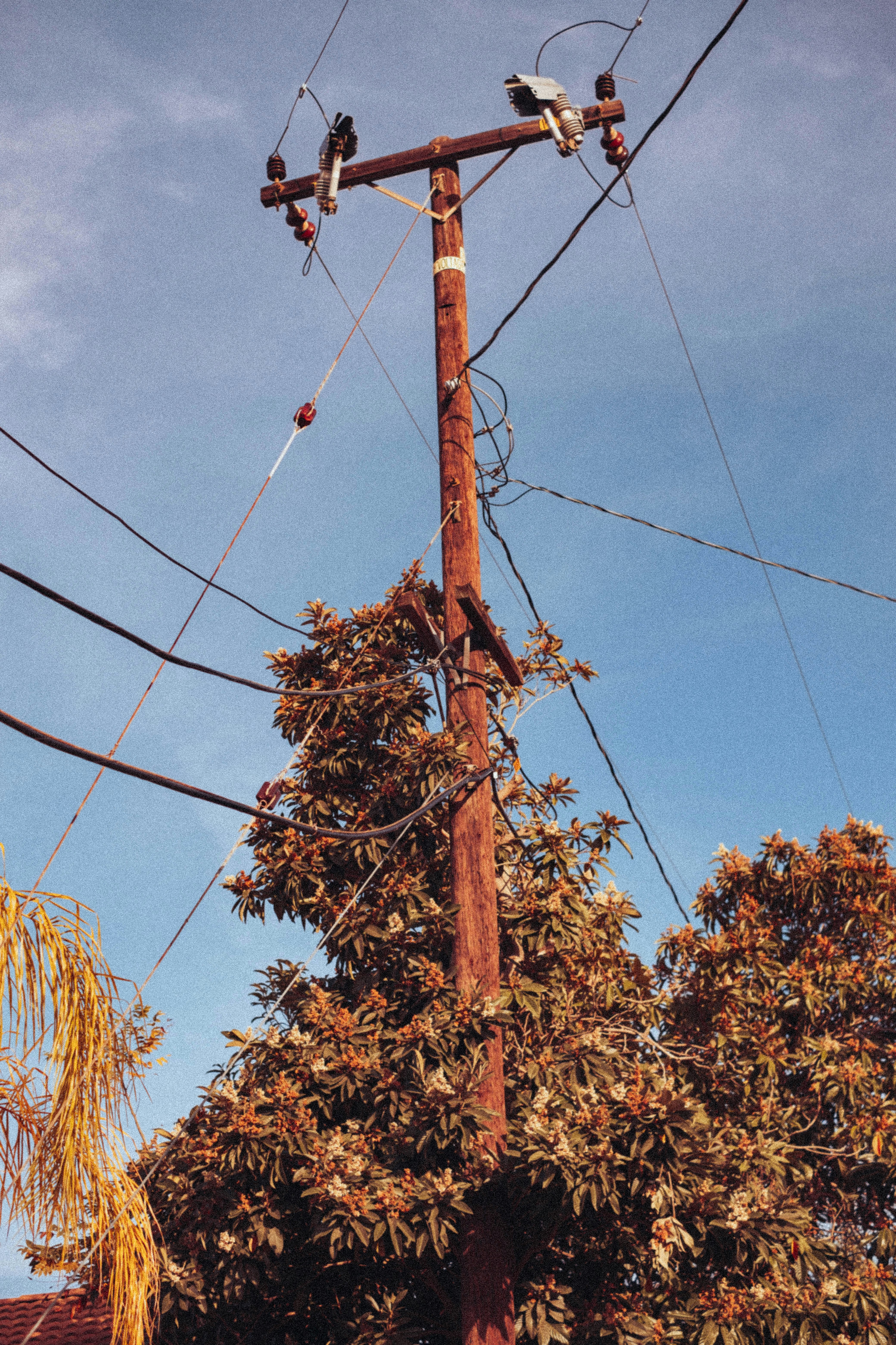 Verdant Grasp: A Weathered Utility Pole Entwined by Foliage Under a Brisk Blue Sky