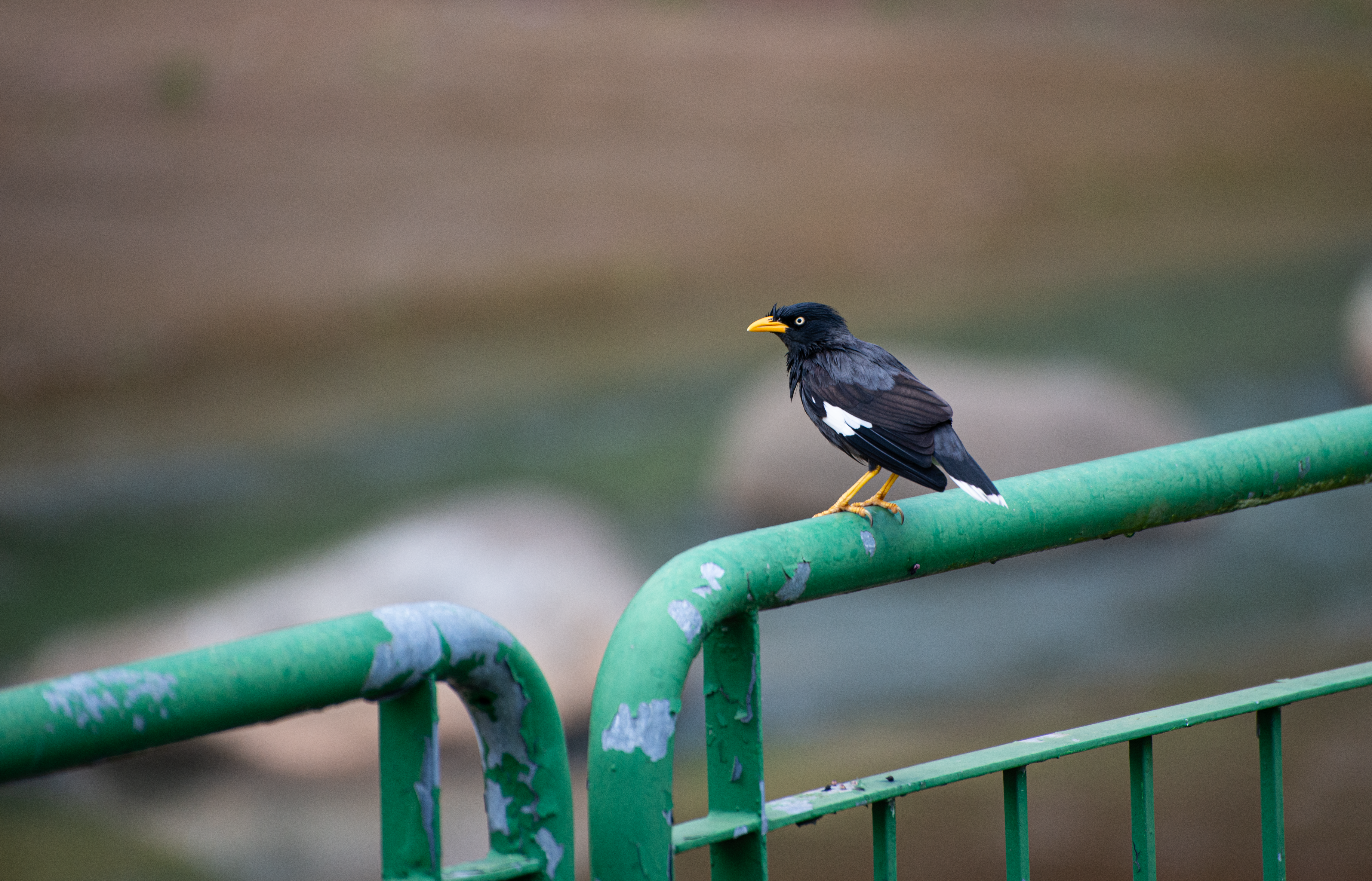 Un oiseau noir assis au sommet d’une clôture verte photo – Photo Oiseau ...