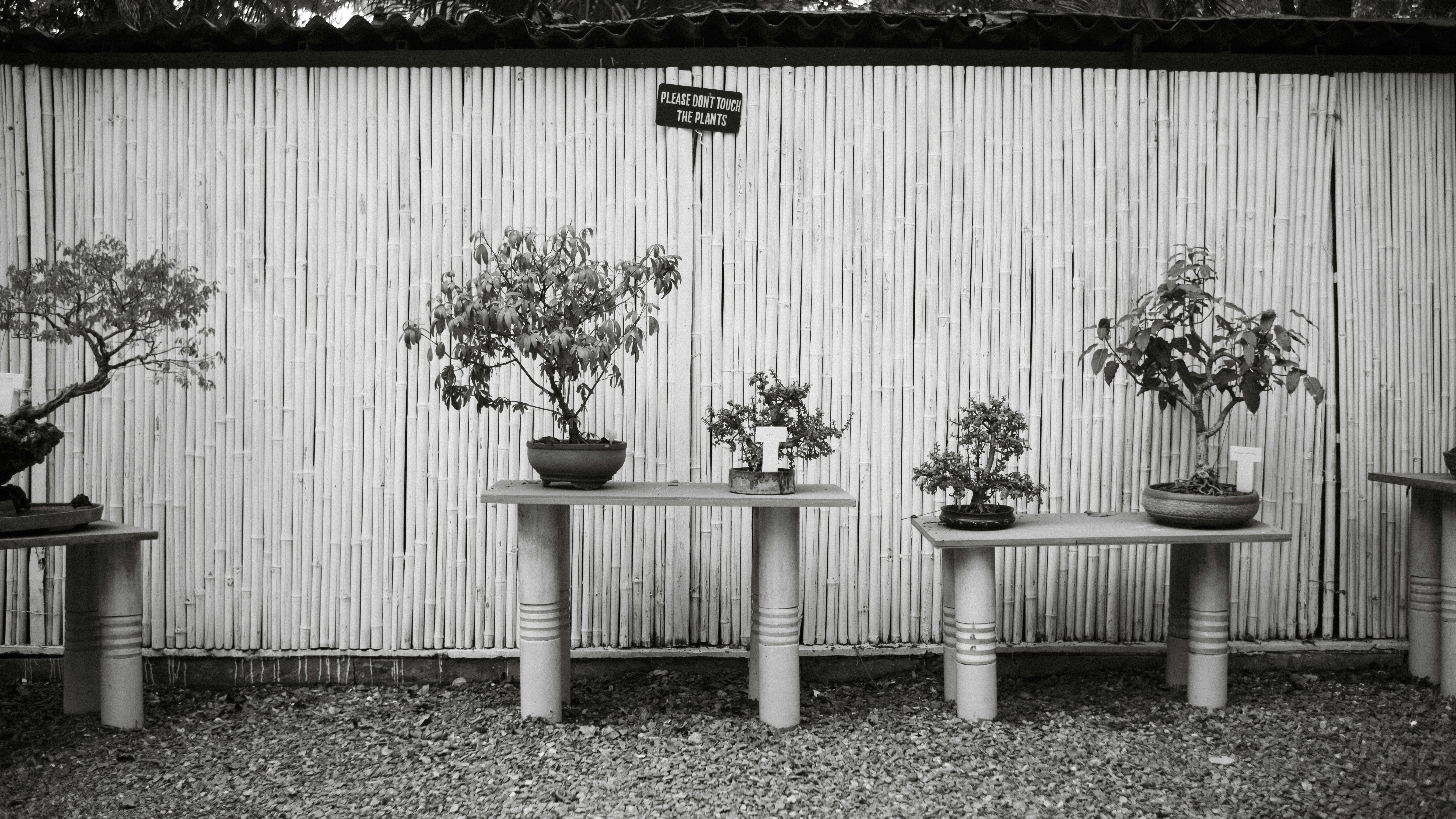 Monochrome Bonsai Row: Pedestaled Plants Against a Corrugated Wall