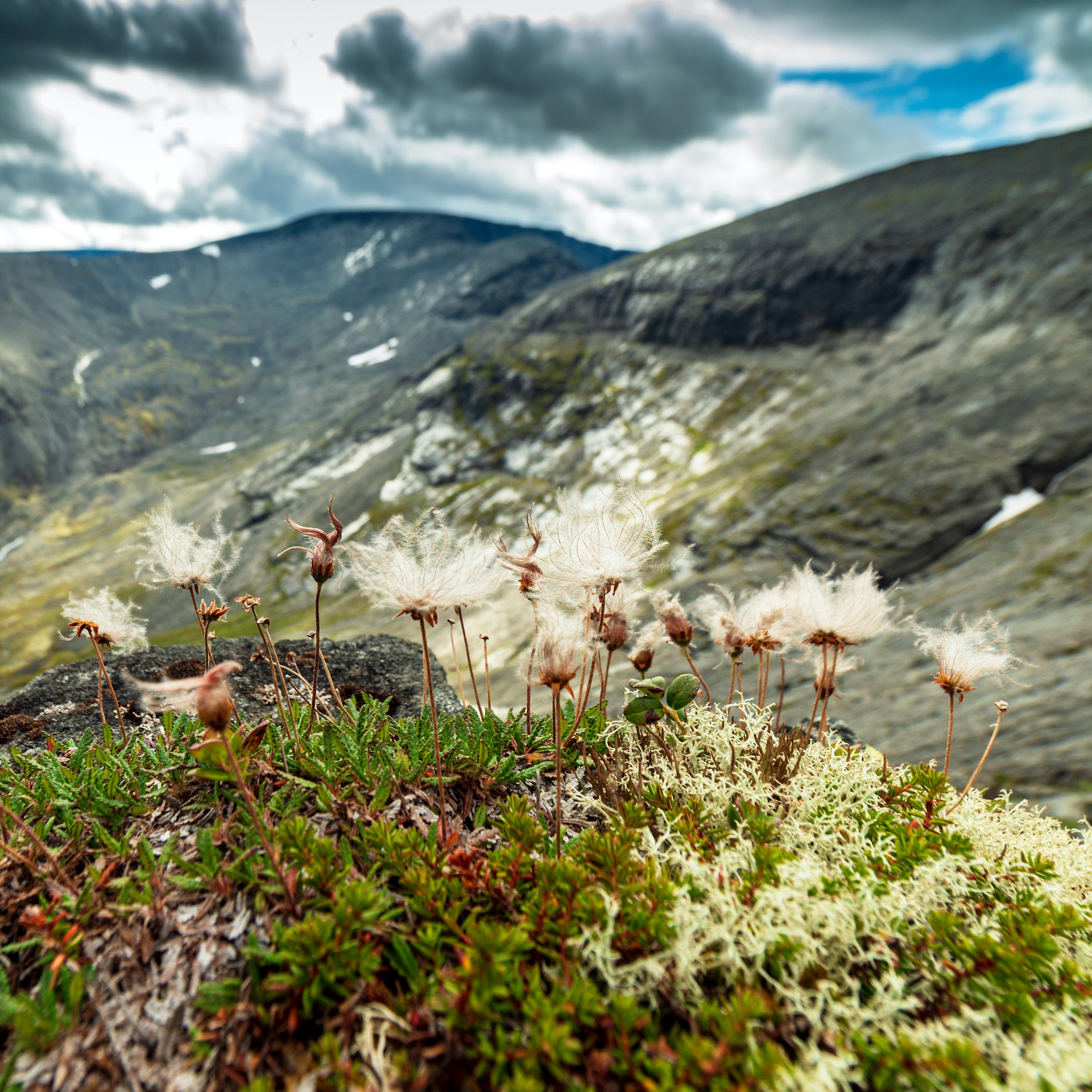 A group of dandelions growing out of the ground photo – Free Flower ...