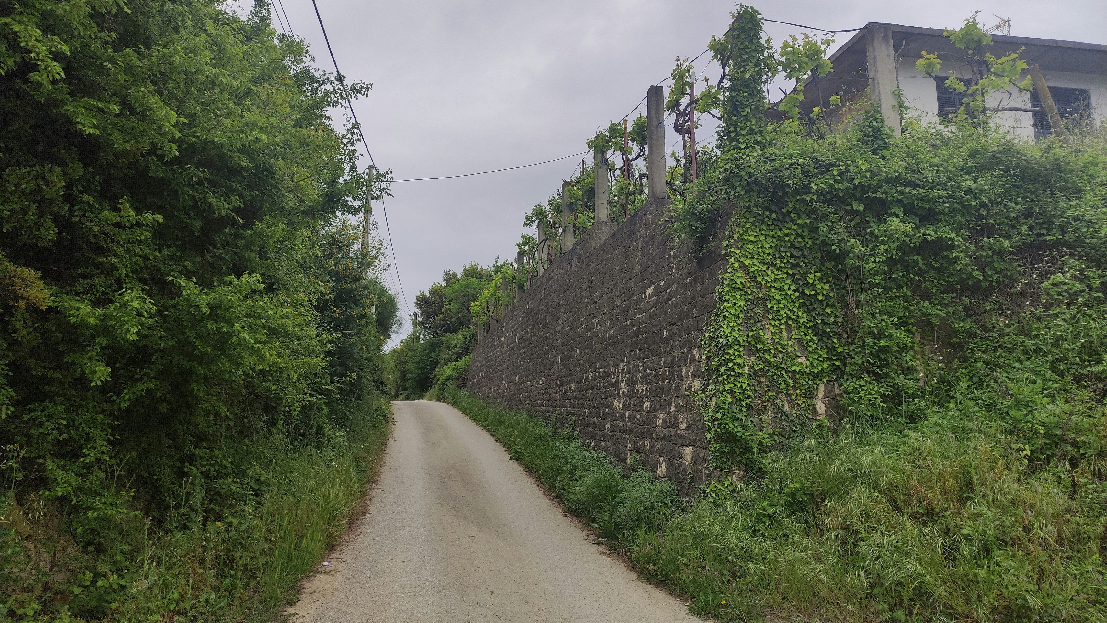 Between Verdant Walls: A Quiet Dirt Road Reaching the Distant Horizon