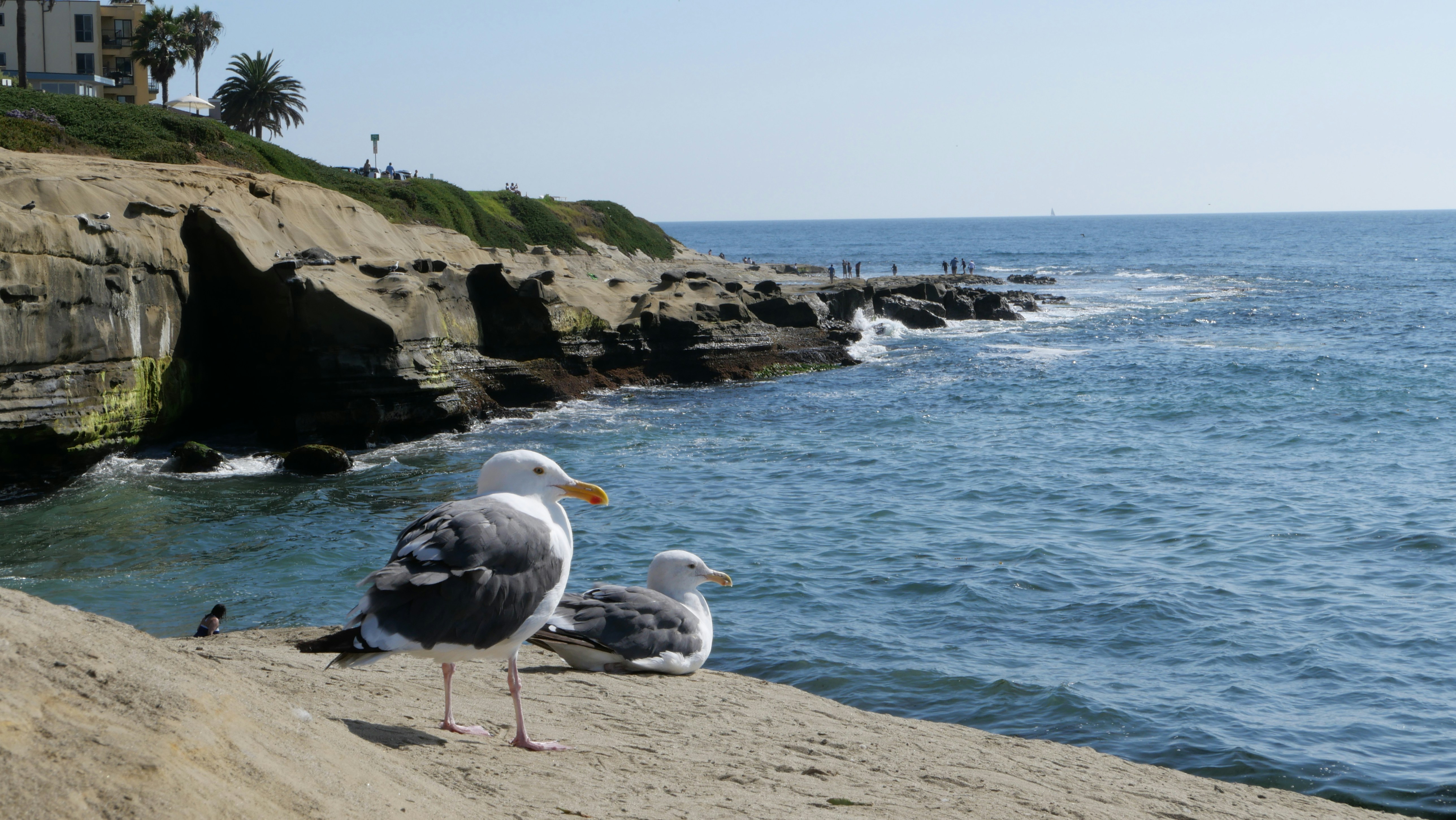 Seagulls at the Edge: Quiet Cliffside by the Sea