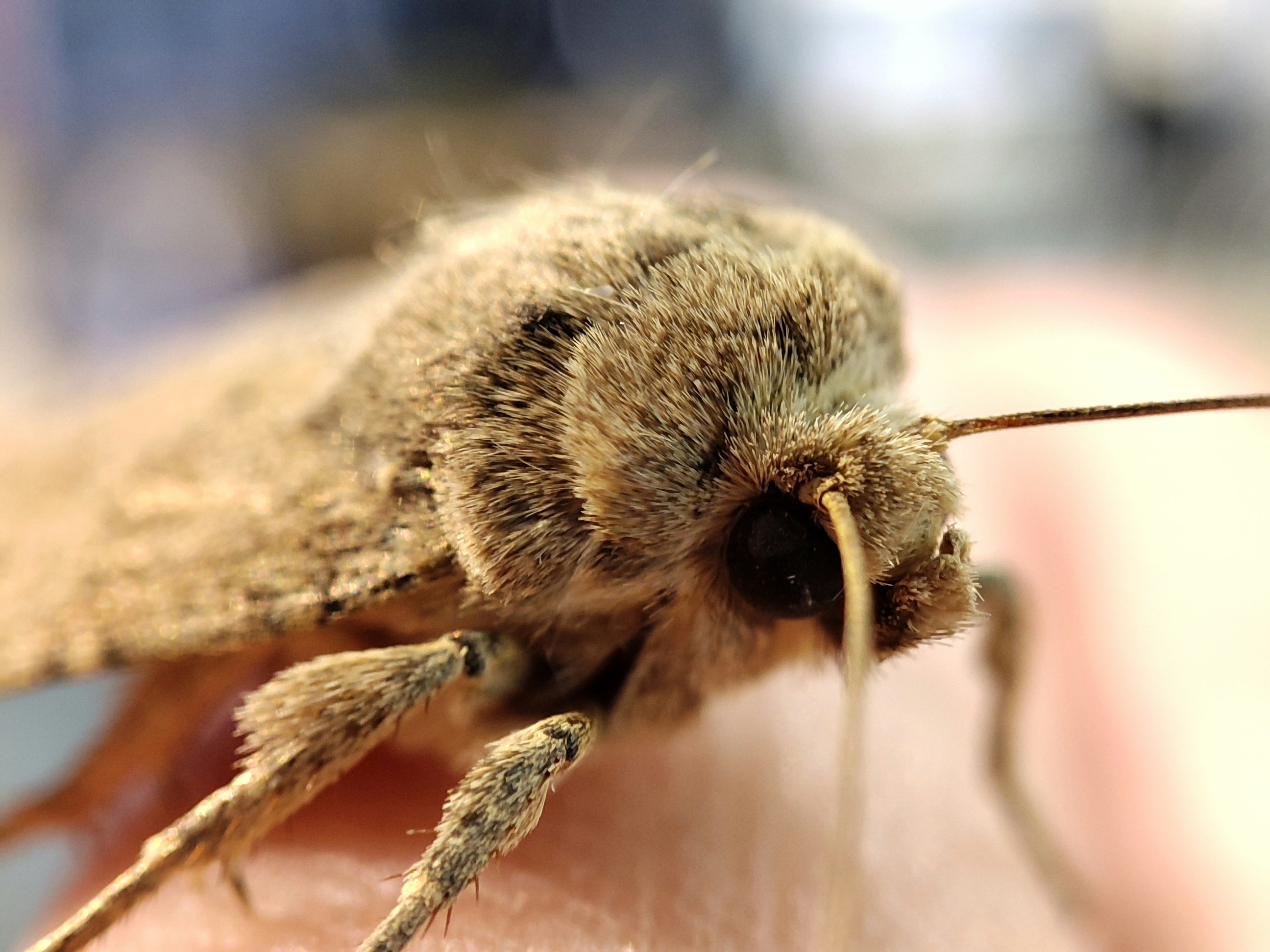 A moth on my finger