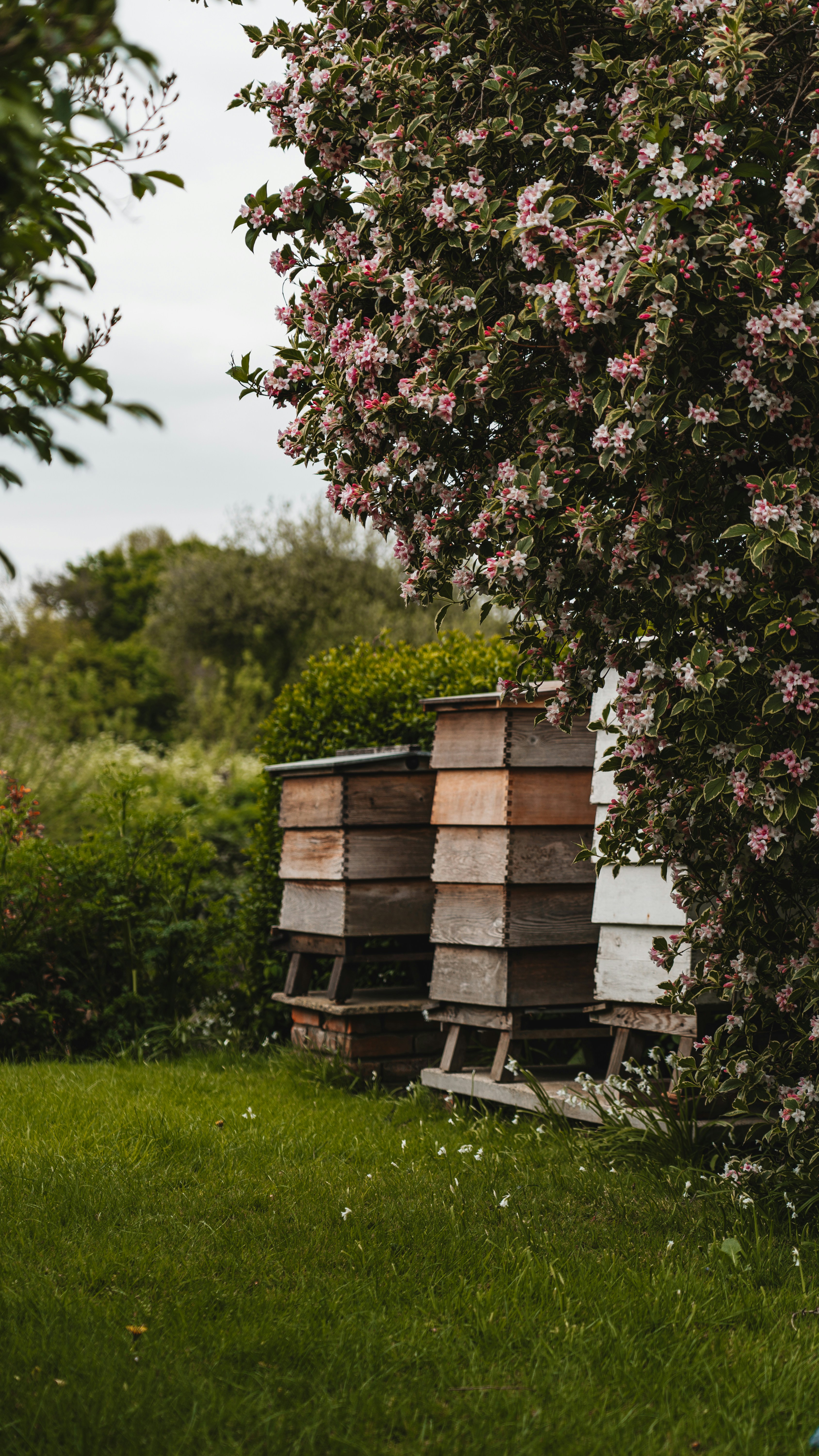 Pink Blooms Embrace Weathered Beehives in a Quiet Garden