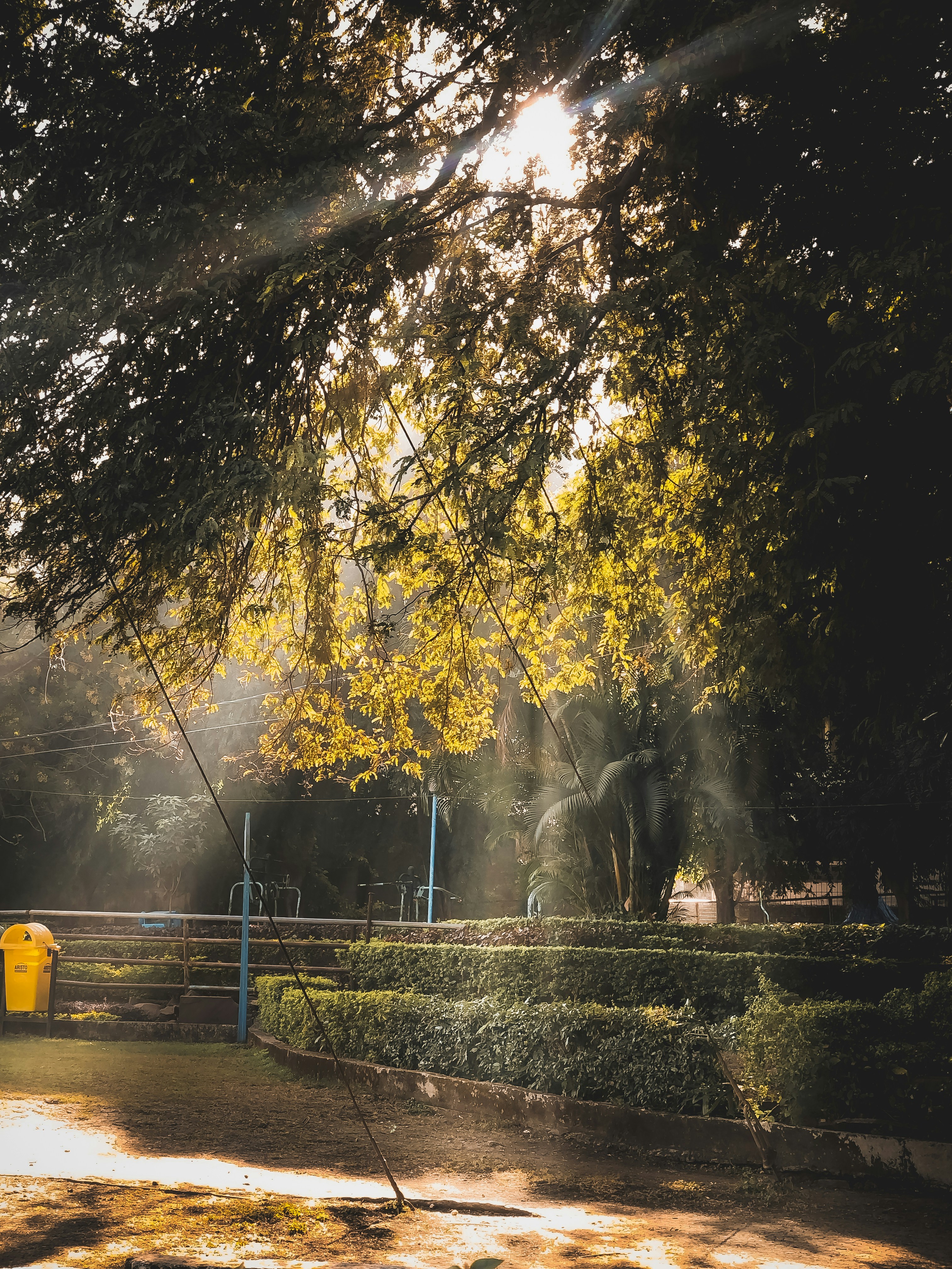 Sunbeams Through the Canopy