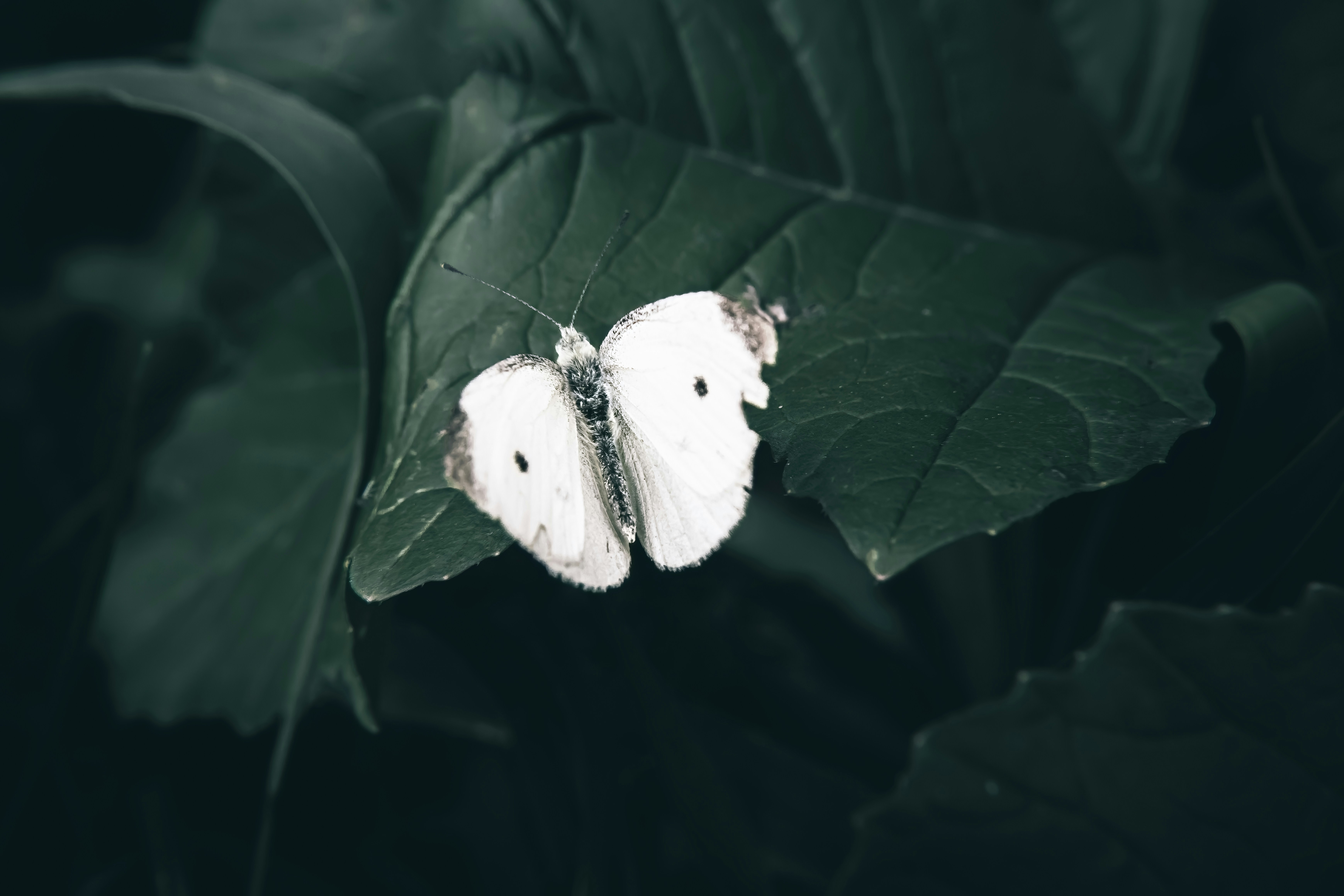 White Butterfly Pictures | Download Free Images on Unsplash