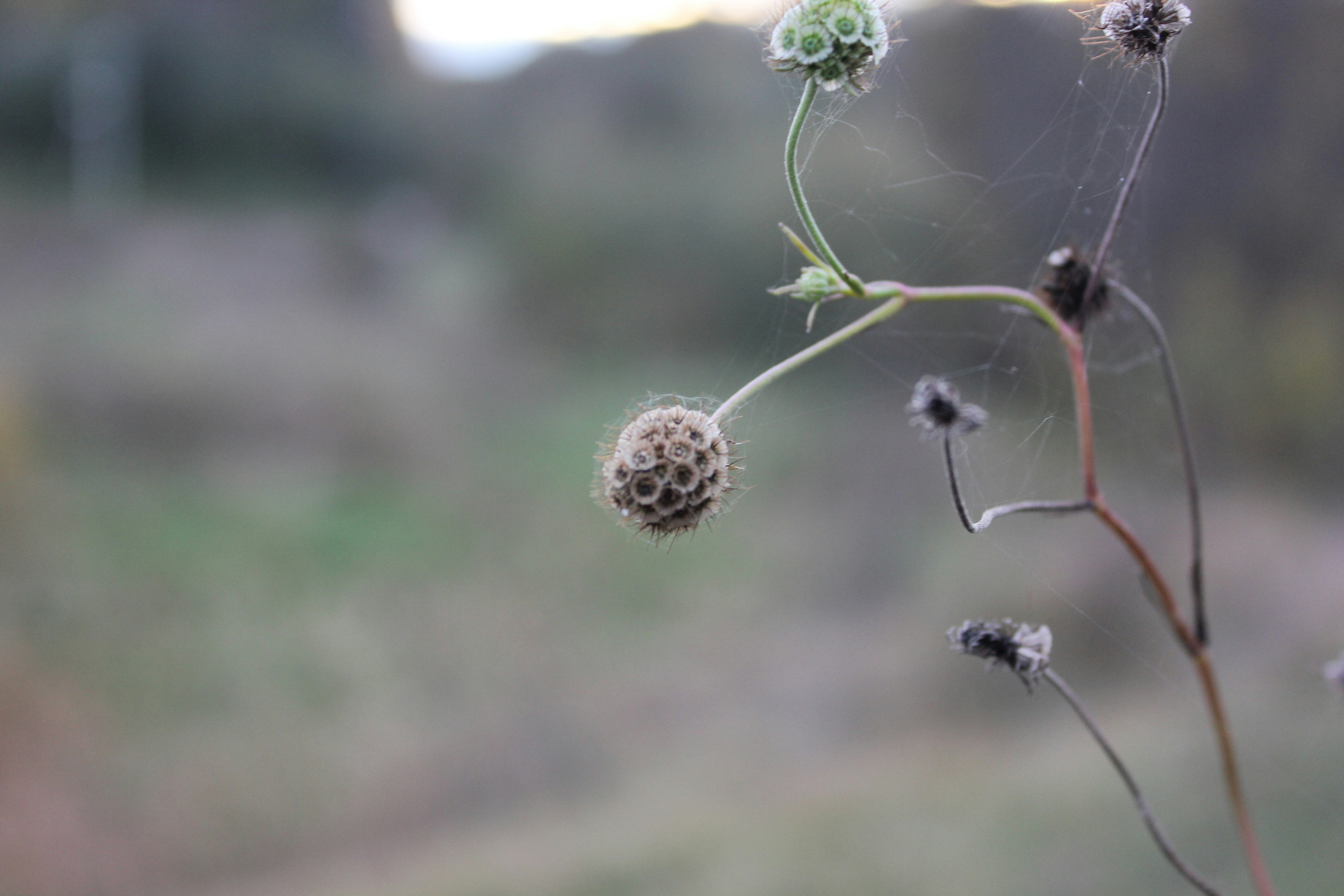 Lone Seed Ball Framed by a Velvet Meadow