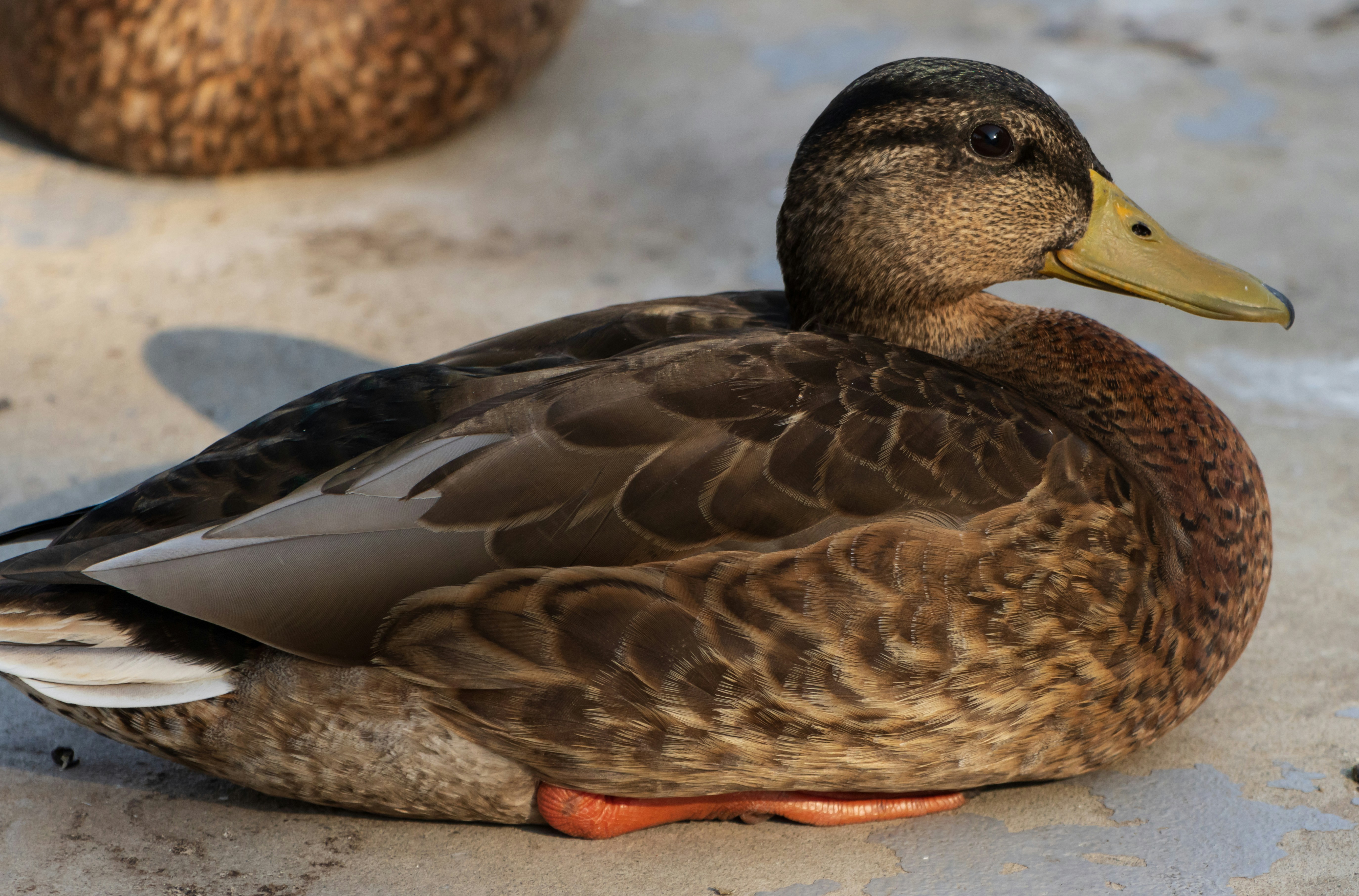 Close up photo of a duck relaxing