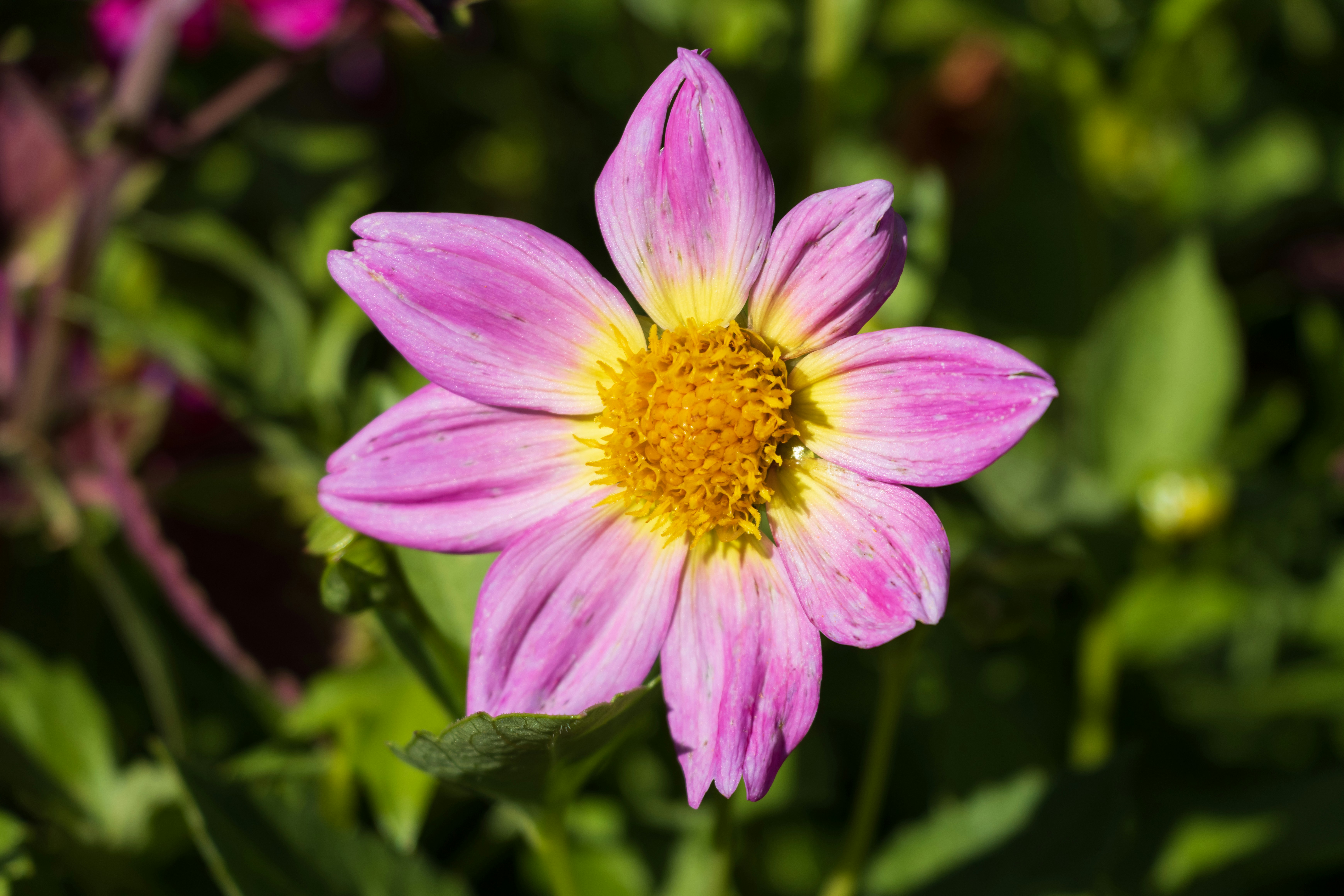 Vibrant pink flower with a yellow center surrounded by lush green foliage.