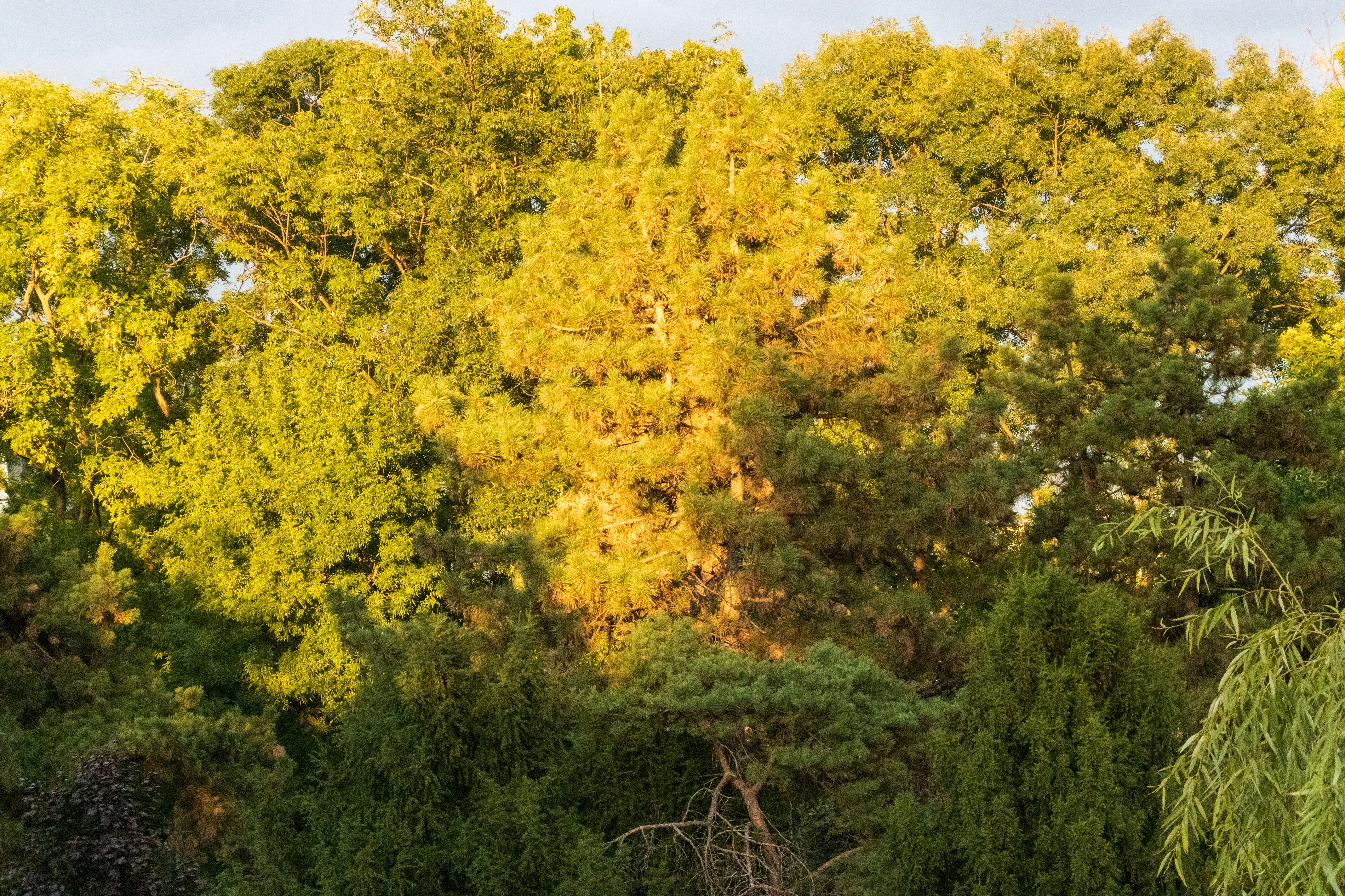 Sunlight filters through a dense forest, illuminating a solitary tree with golden needles against a backdrop of lush green foliage.
