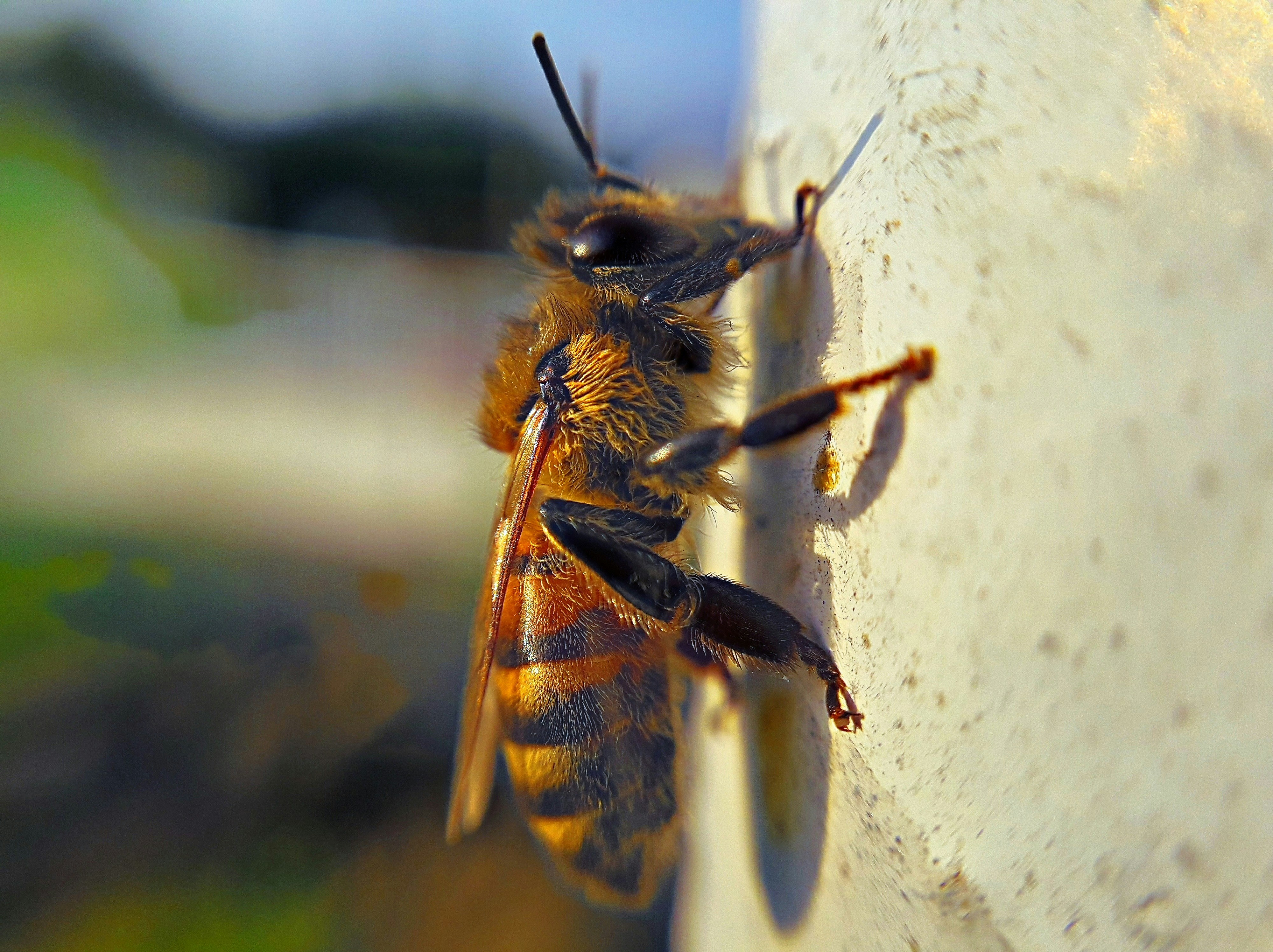 Close-up of a bee perched on a surface, showcasing its detailed anatomy and vibrant coloration. The image highlights the bee's role in nature and pollination.