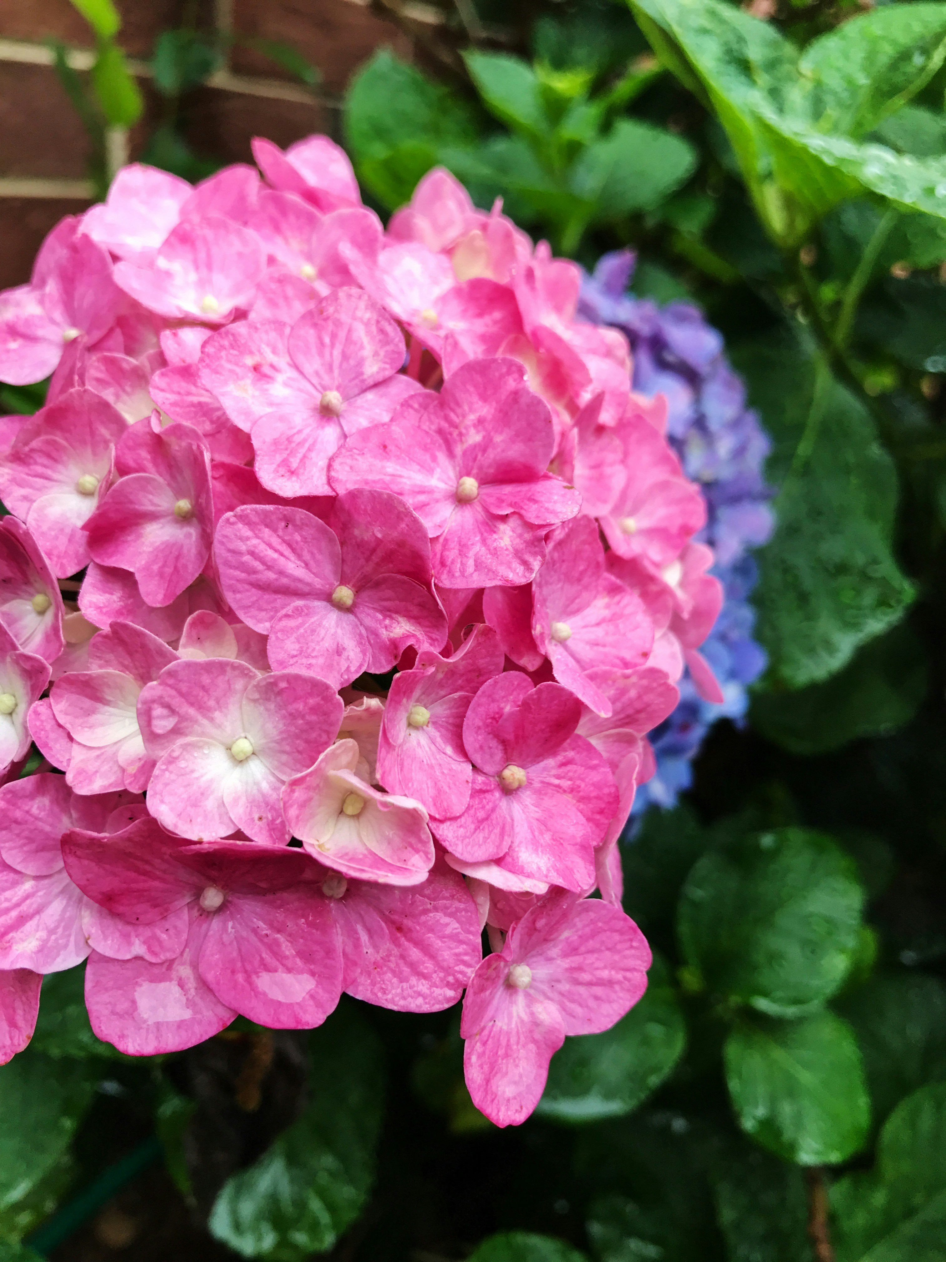 Un primer plano de una flor rosa y azul foto – Imagen de Hortensia rosa ...