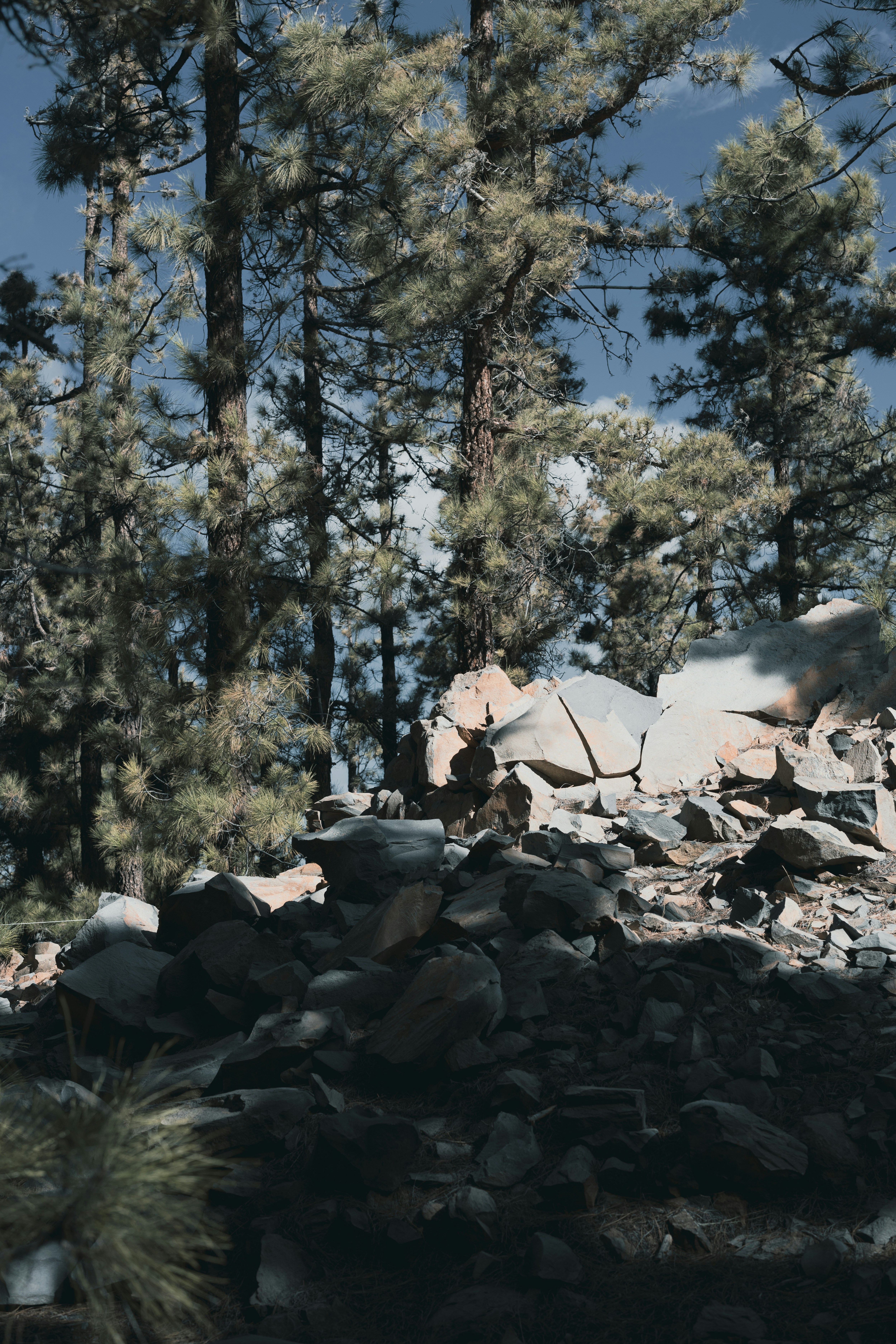 Sunlit Rock Cascade Beneath Silent Pines
