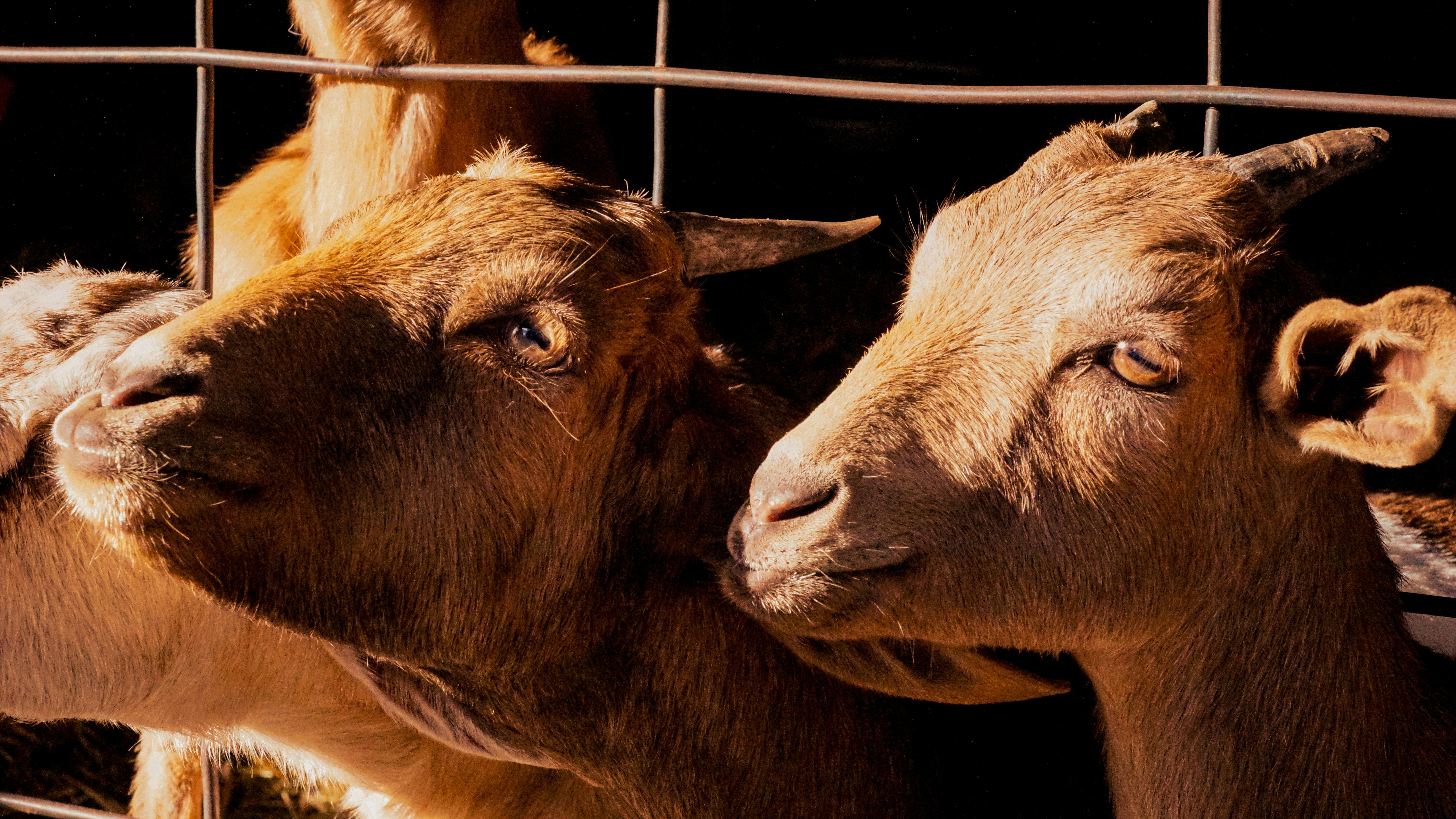 a couple of brown goats standing next to each other