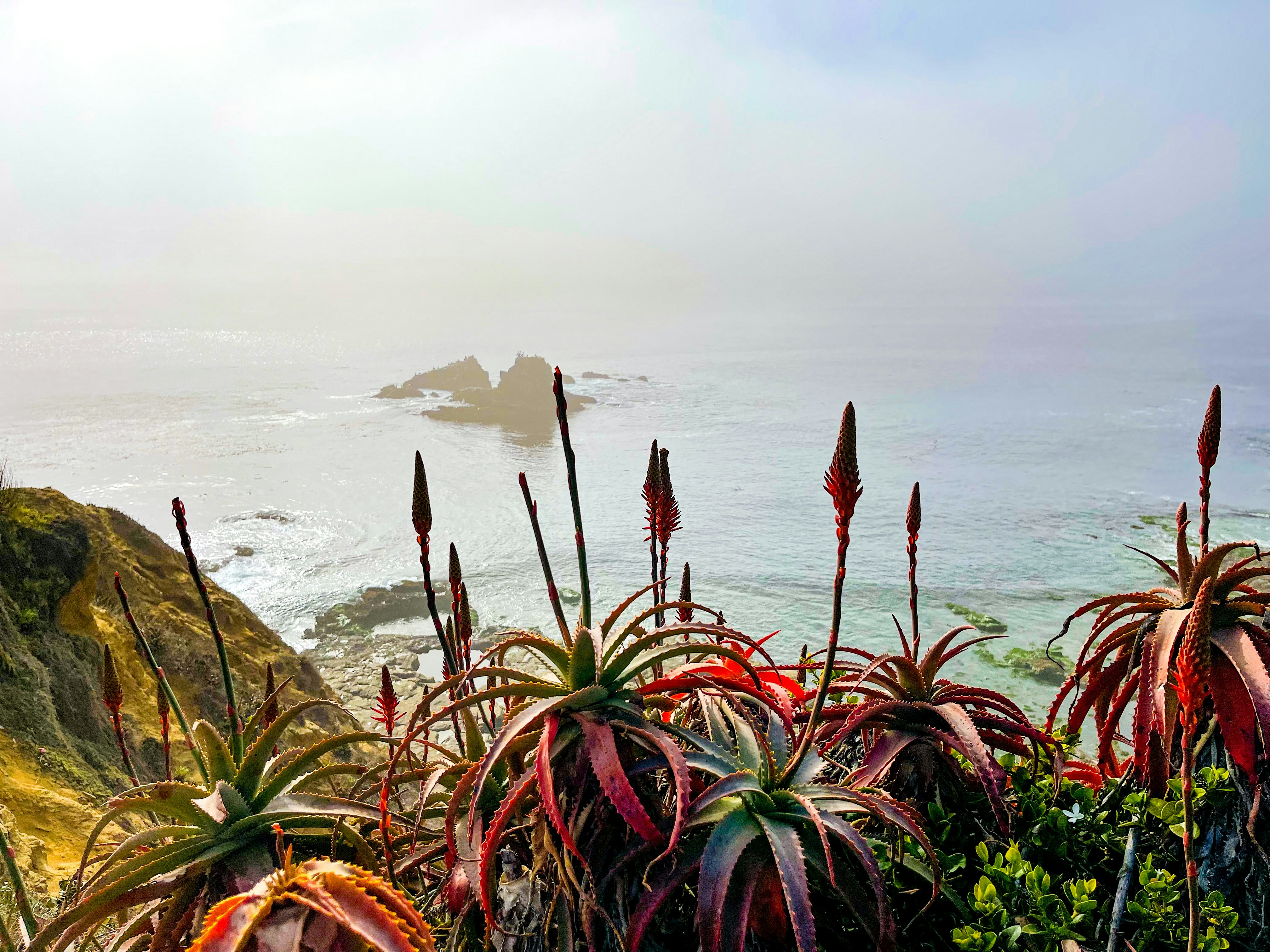 A view of a body of water with plants in the foreground photo – Free ...
