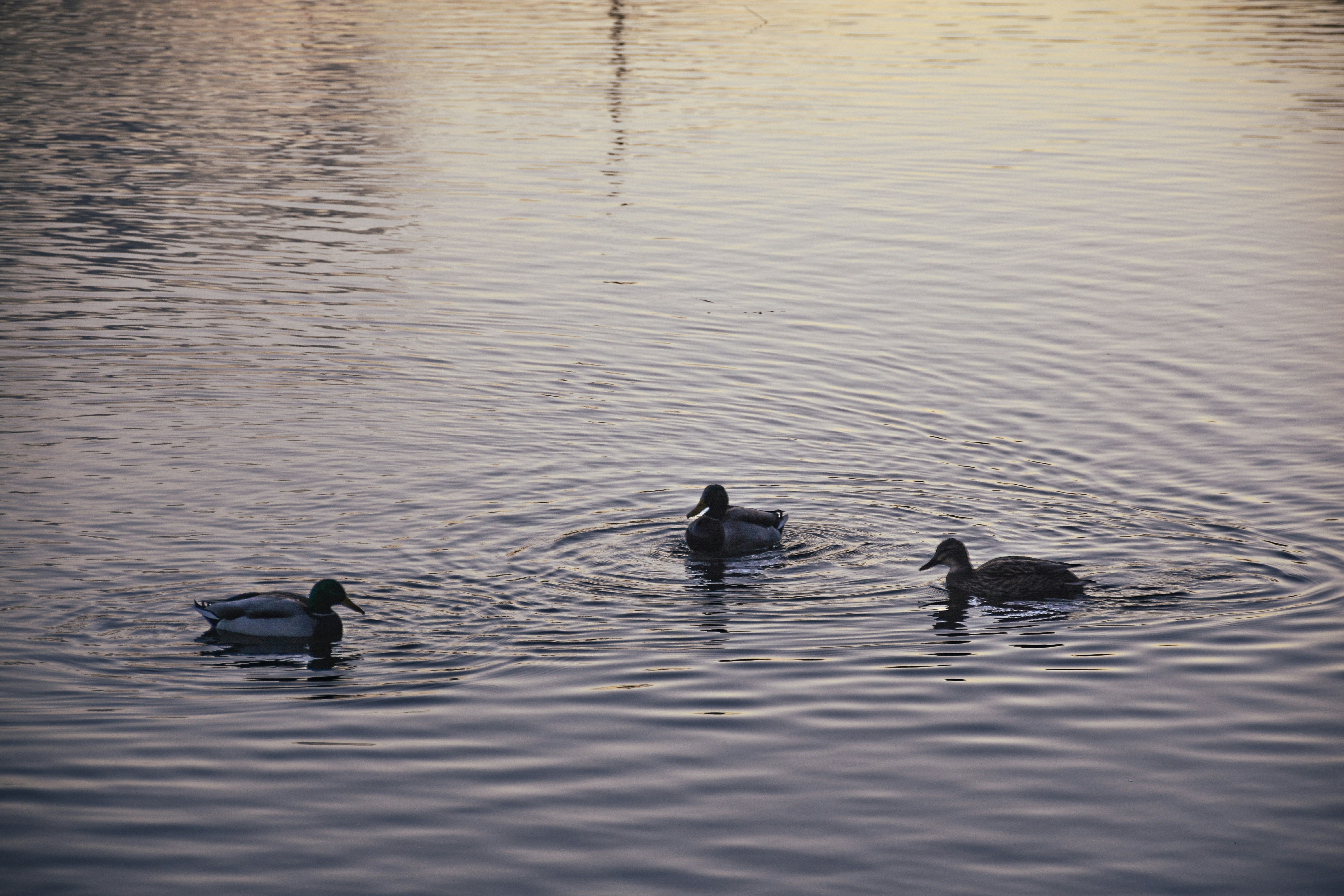Foto Un grupo de patos flotando en la cima de un lago – Imagen ...