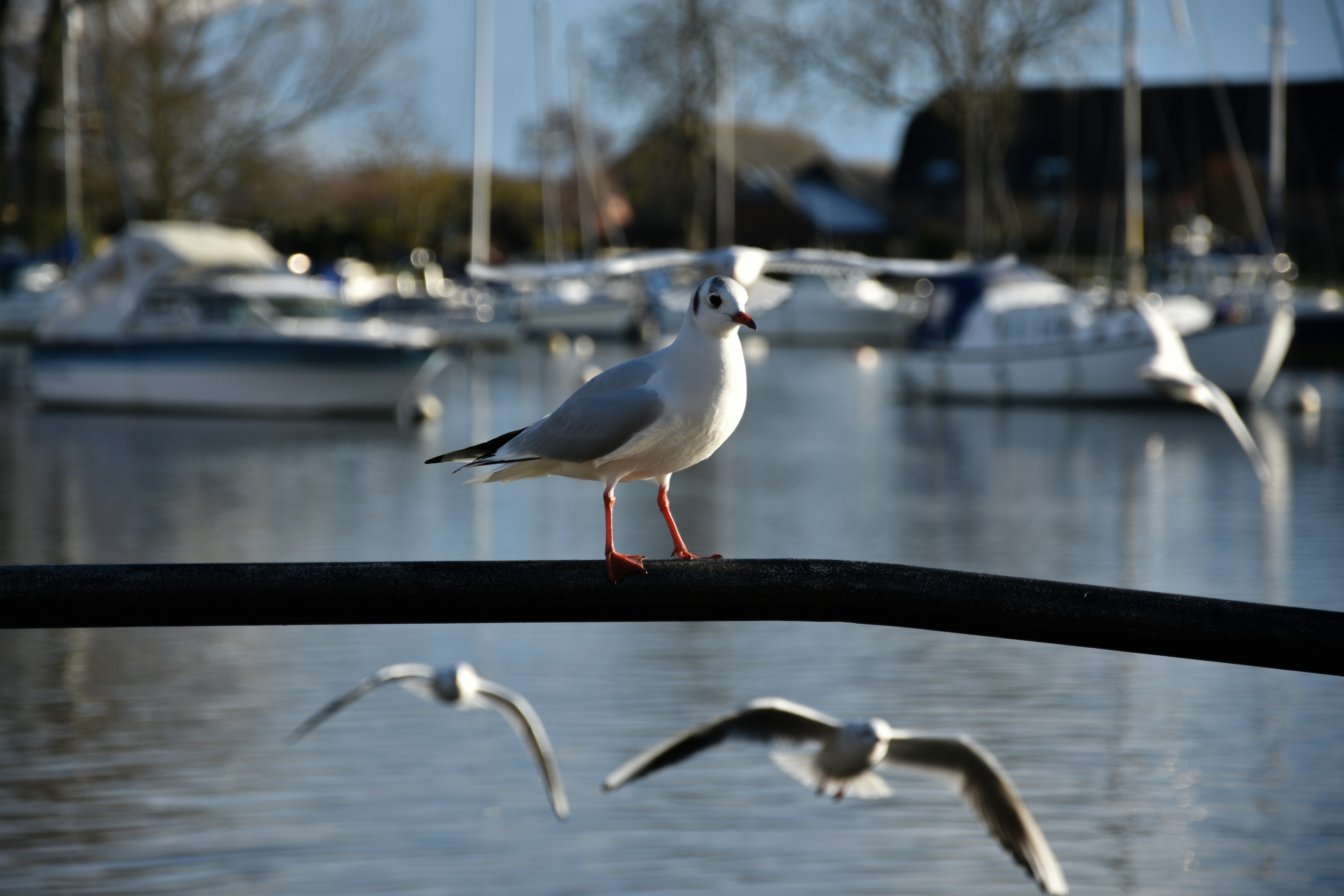 Harbor Gull on a Curved Branch: Quiet Marina Moment