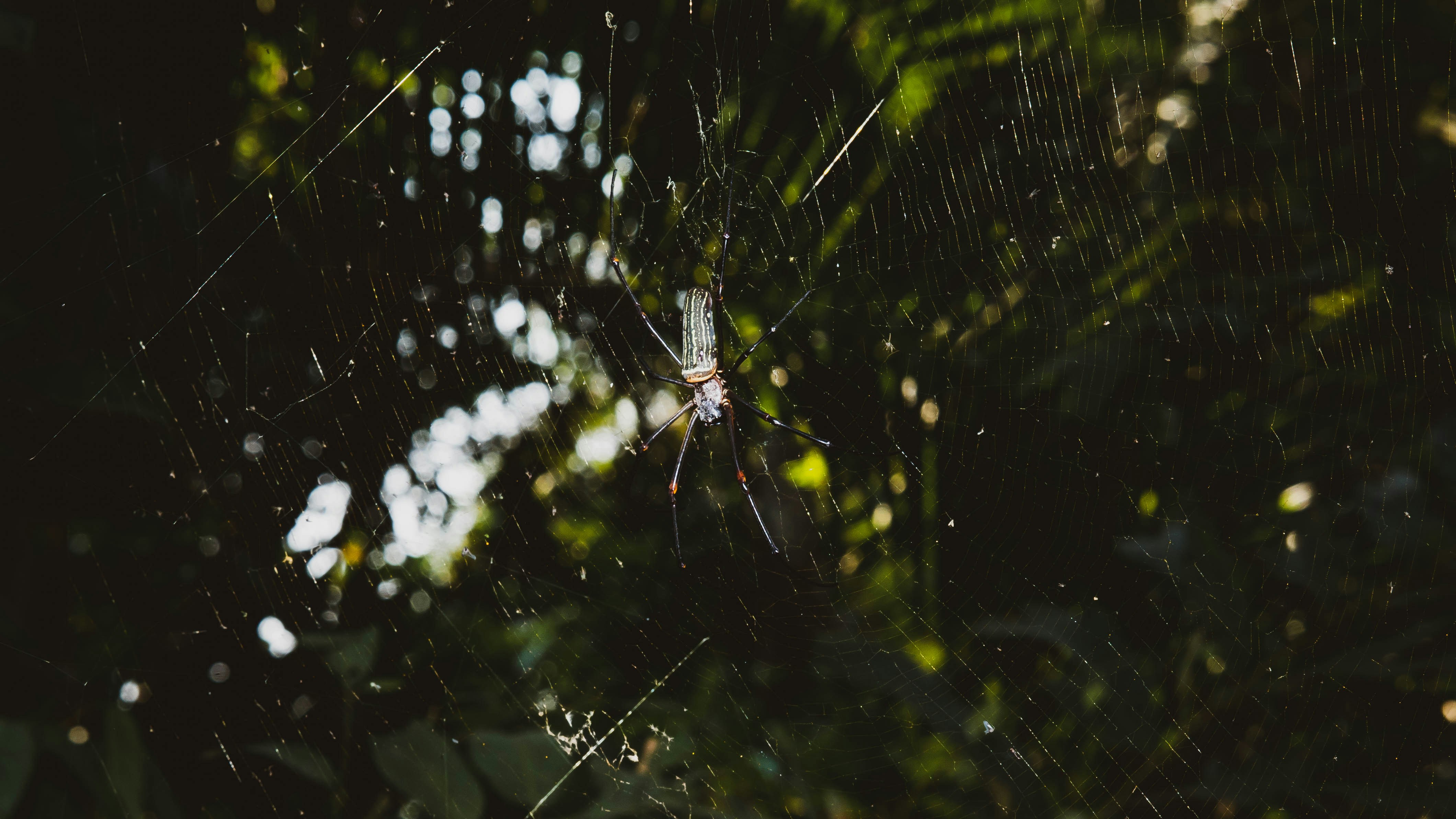 Night Silk in Green Haze: A Spider's Web Centerstage