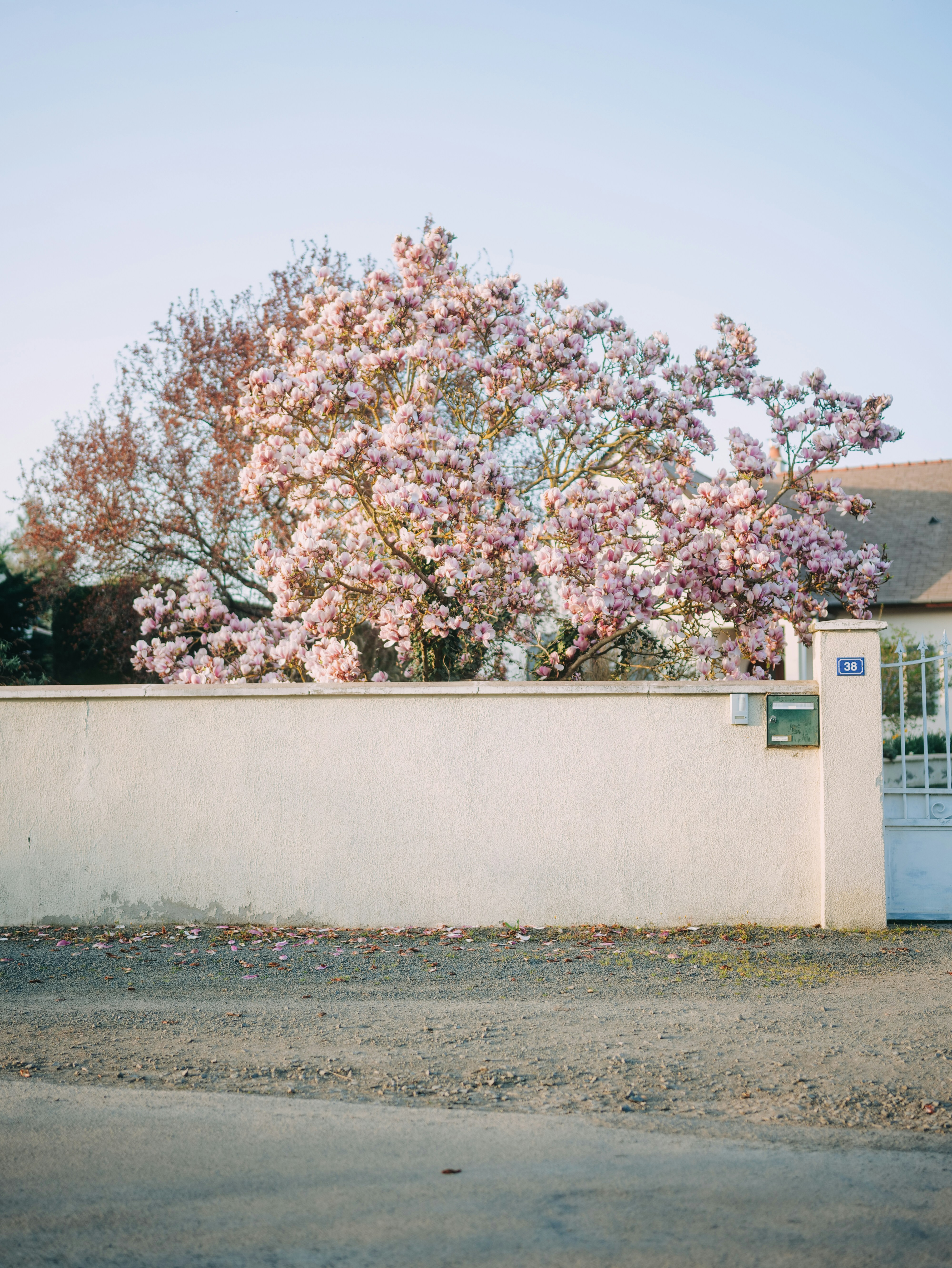 Magnolia tree in full bloom beside a white wall and mailbox, signaling the arrival of spring.