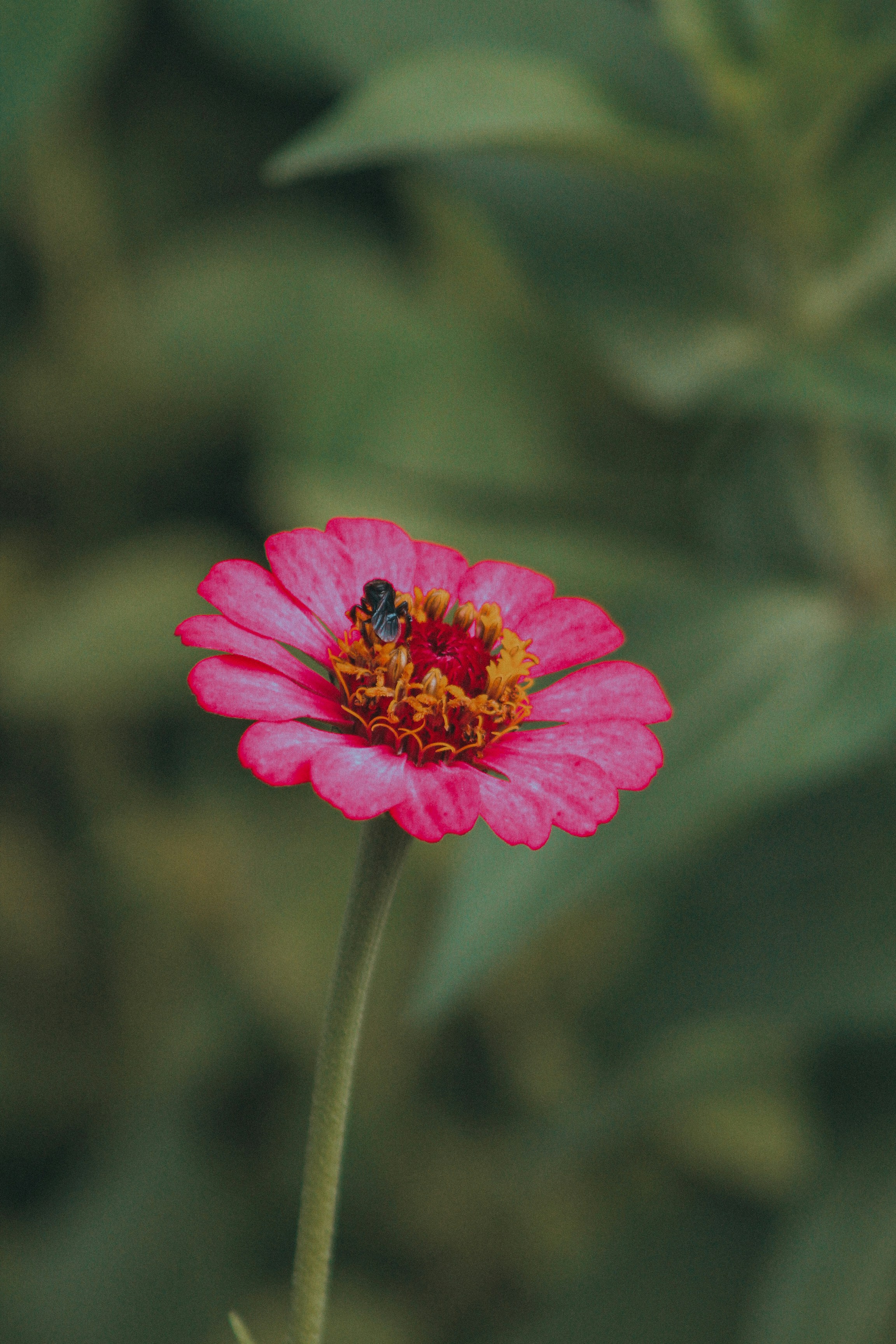 a pink flower with a bee on it