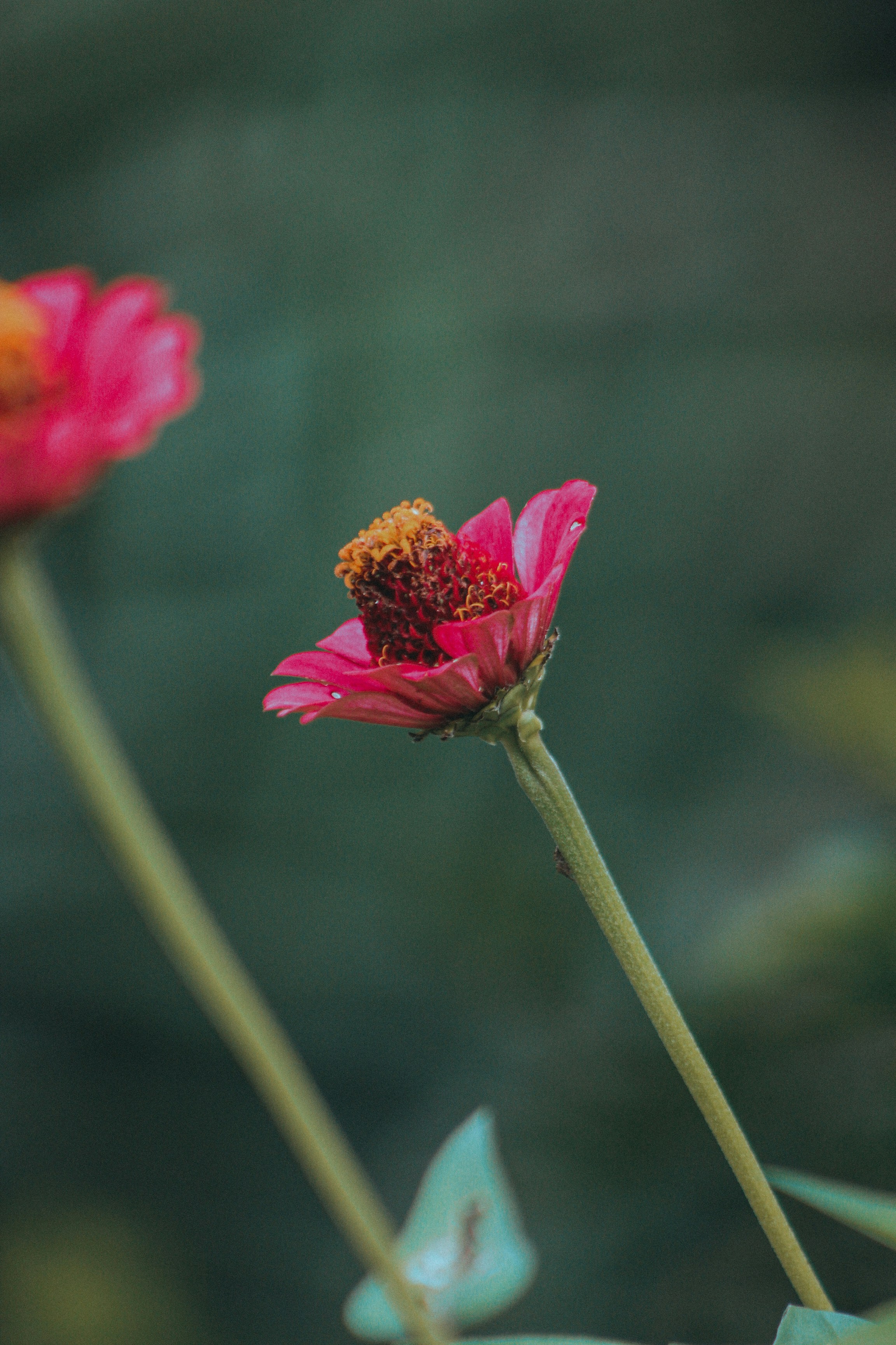a close up of a flower with a blurry background