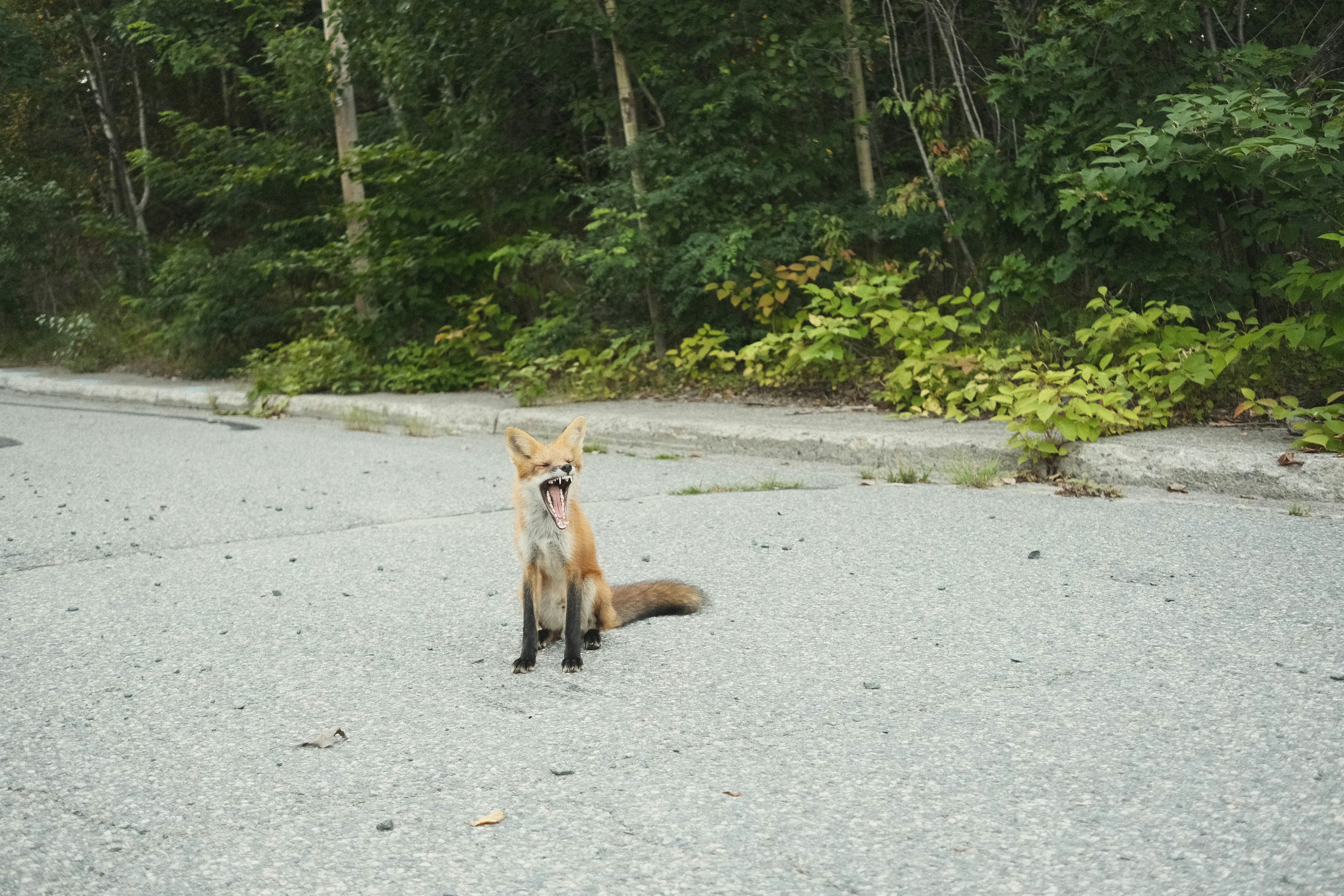 Fox on an empty road letting out a big yawn