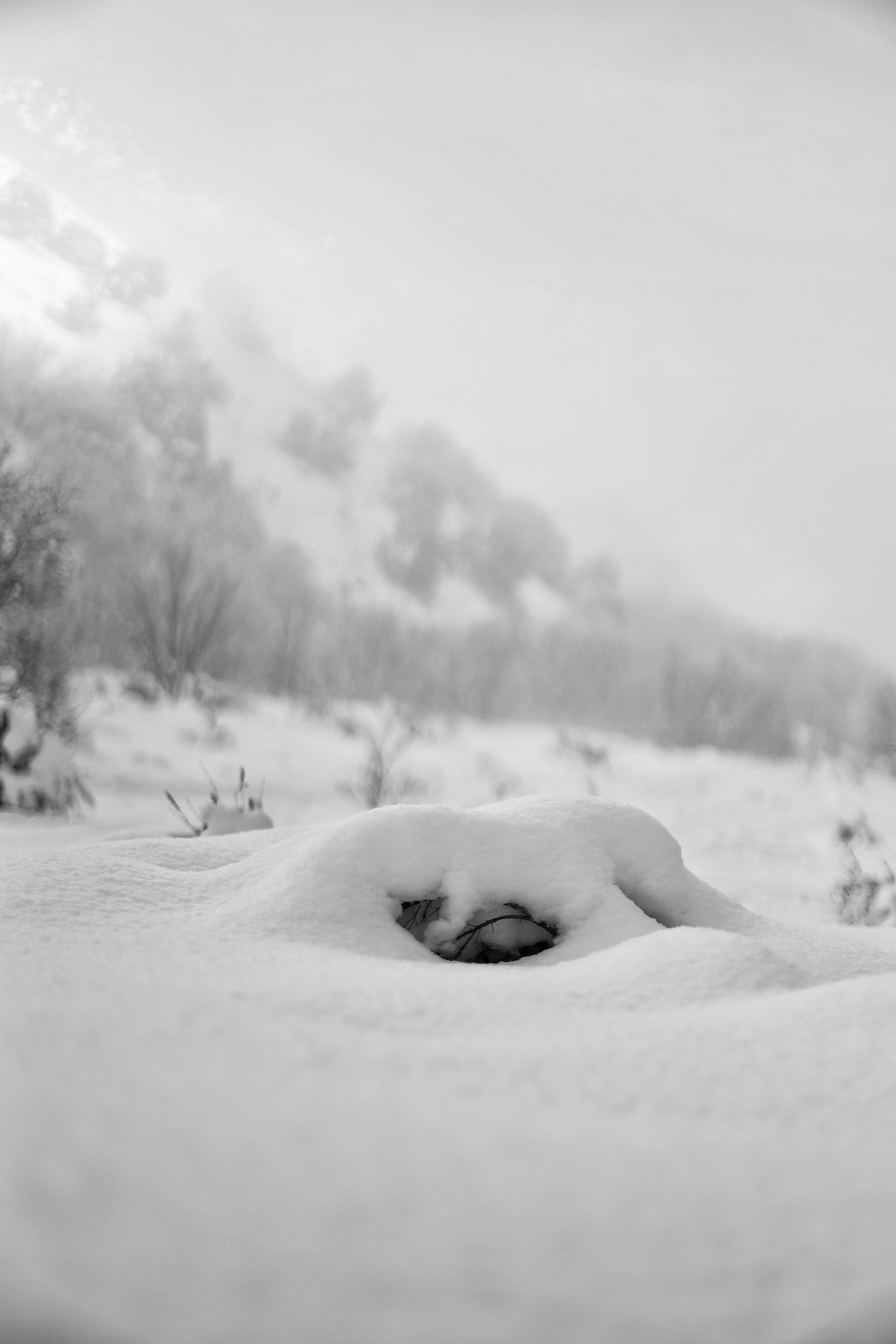Snowbound Hollow: Quiet Drift Beneath a Winter Sky