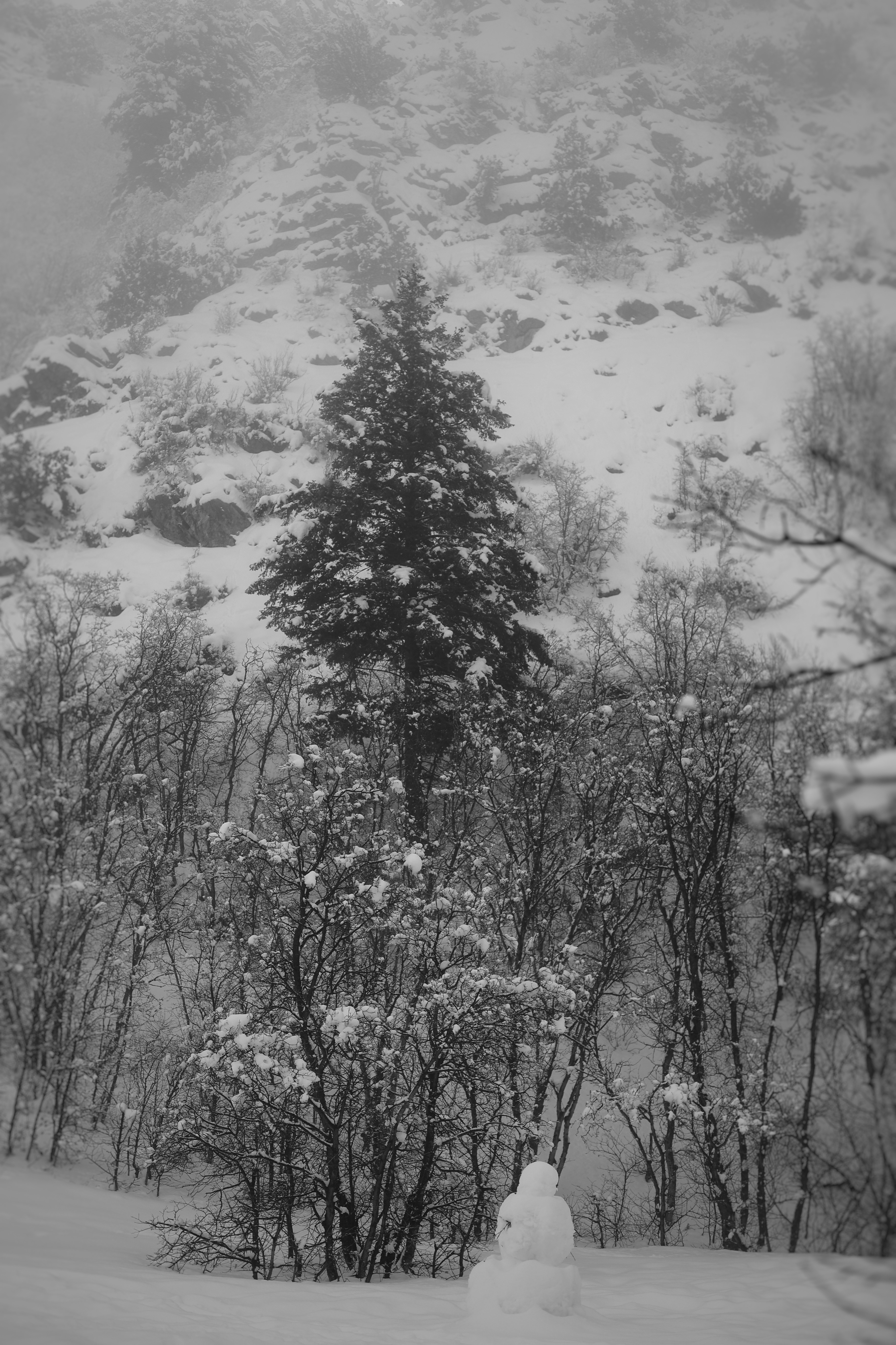 Snow-Sculpted Pines Beneath a Quiet Winter Peak