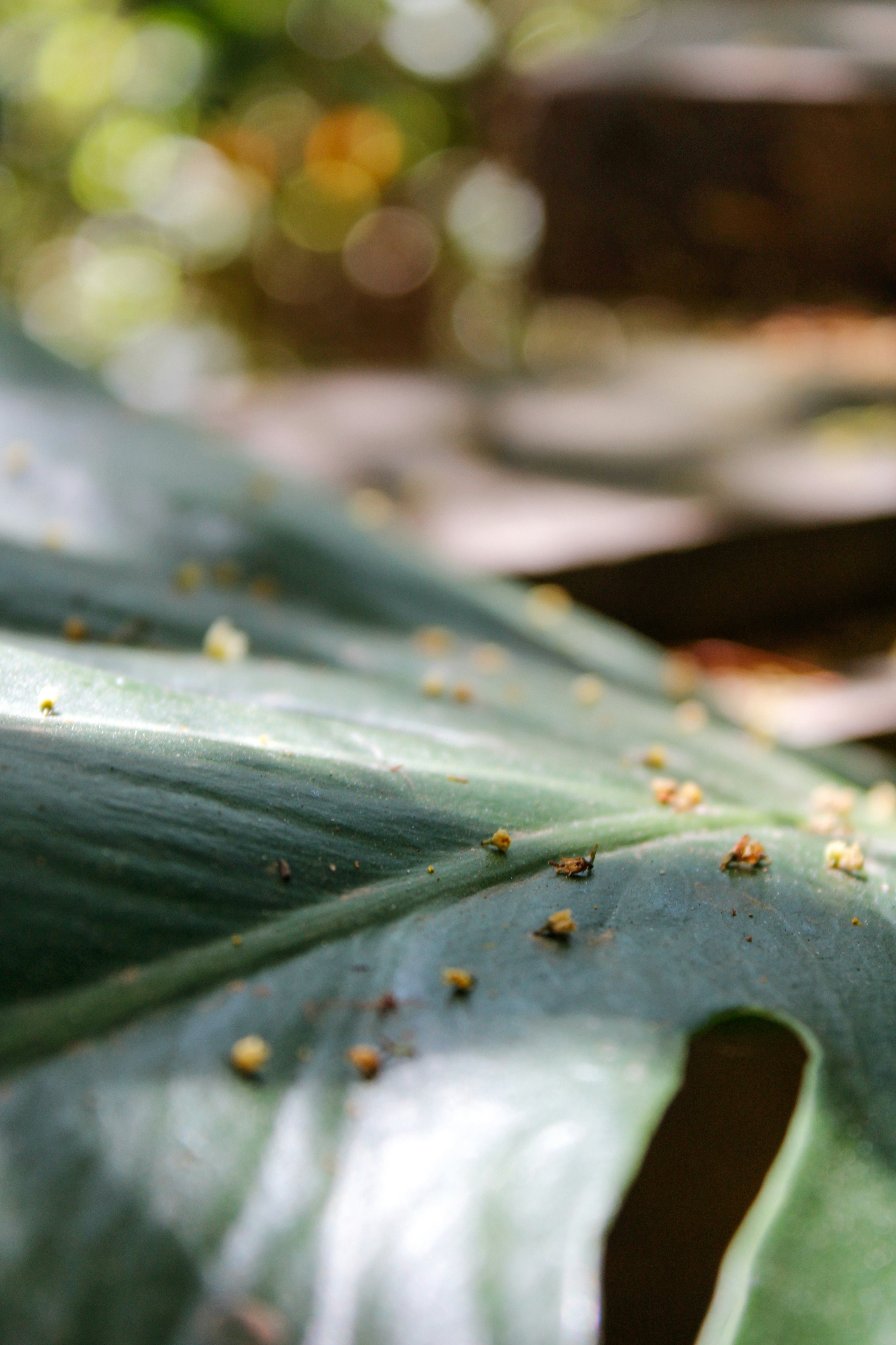 Amber Dots on a Green Leaf: A Dawn Macro in Quiet Light