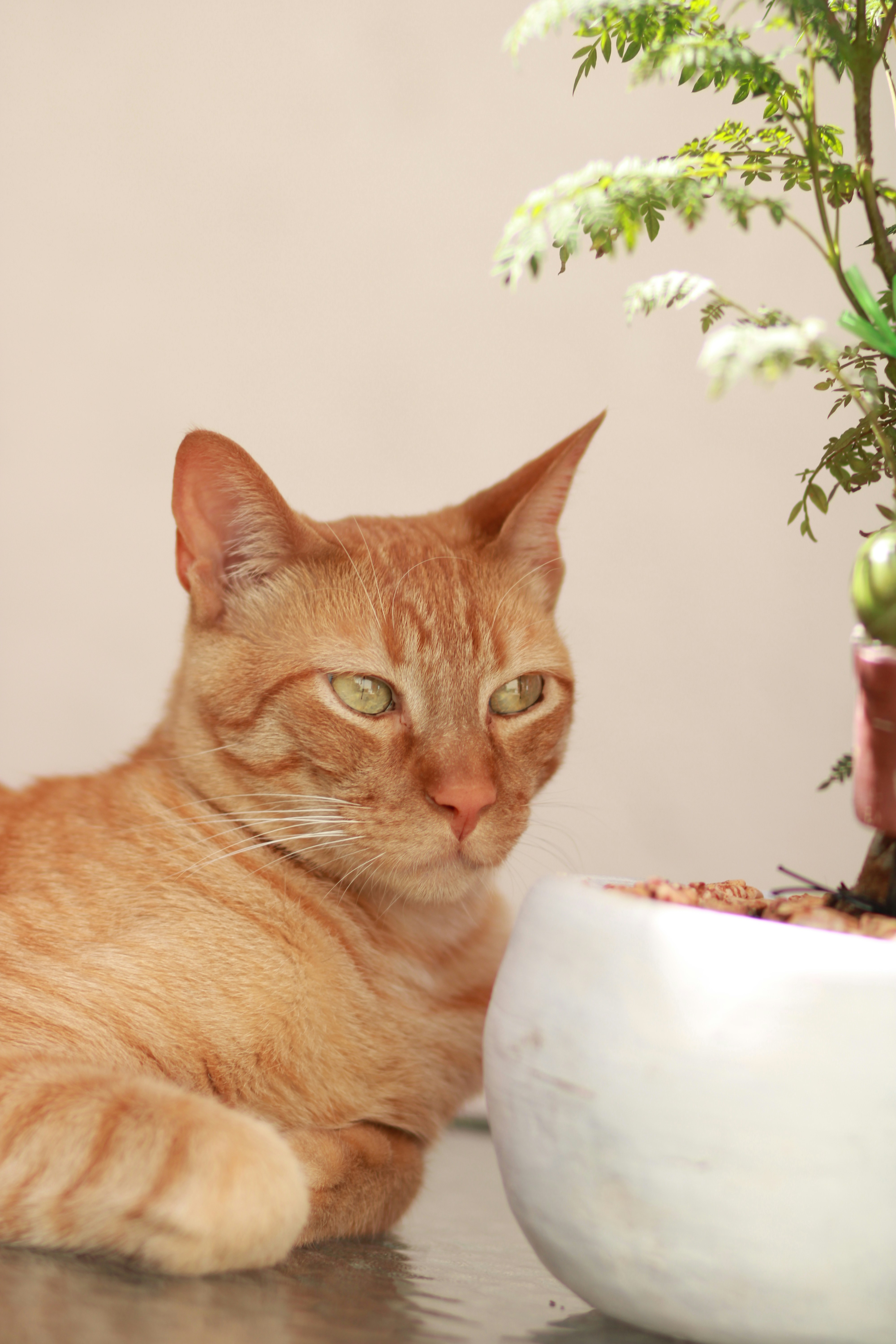 Amber Whisper: A Calm Moment with a Ginger Cat