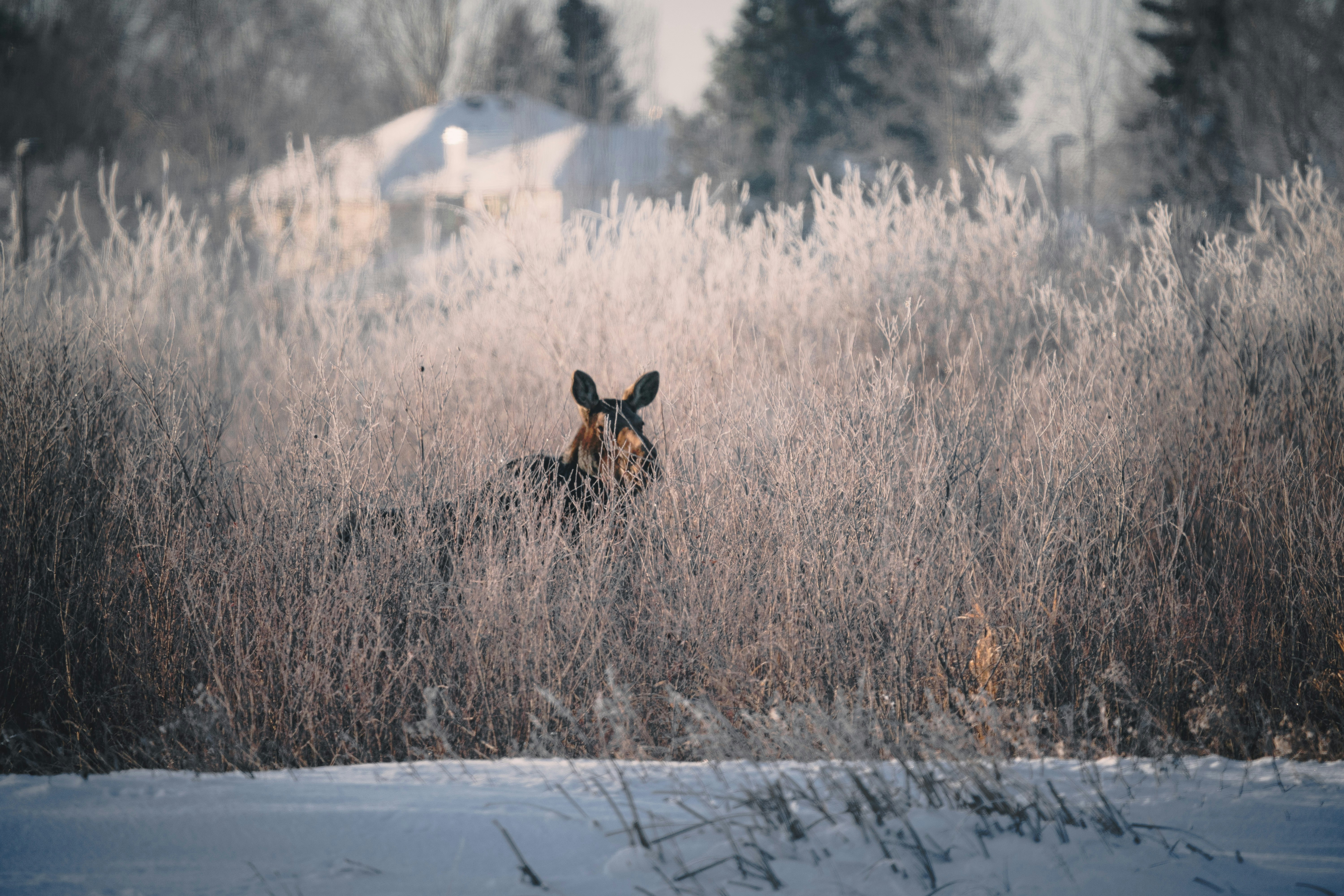 Moose standing quietly amidst frosted grasses, blending into the serene winter landscape. The soft light highlights the animal's features against the icy backdrop.