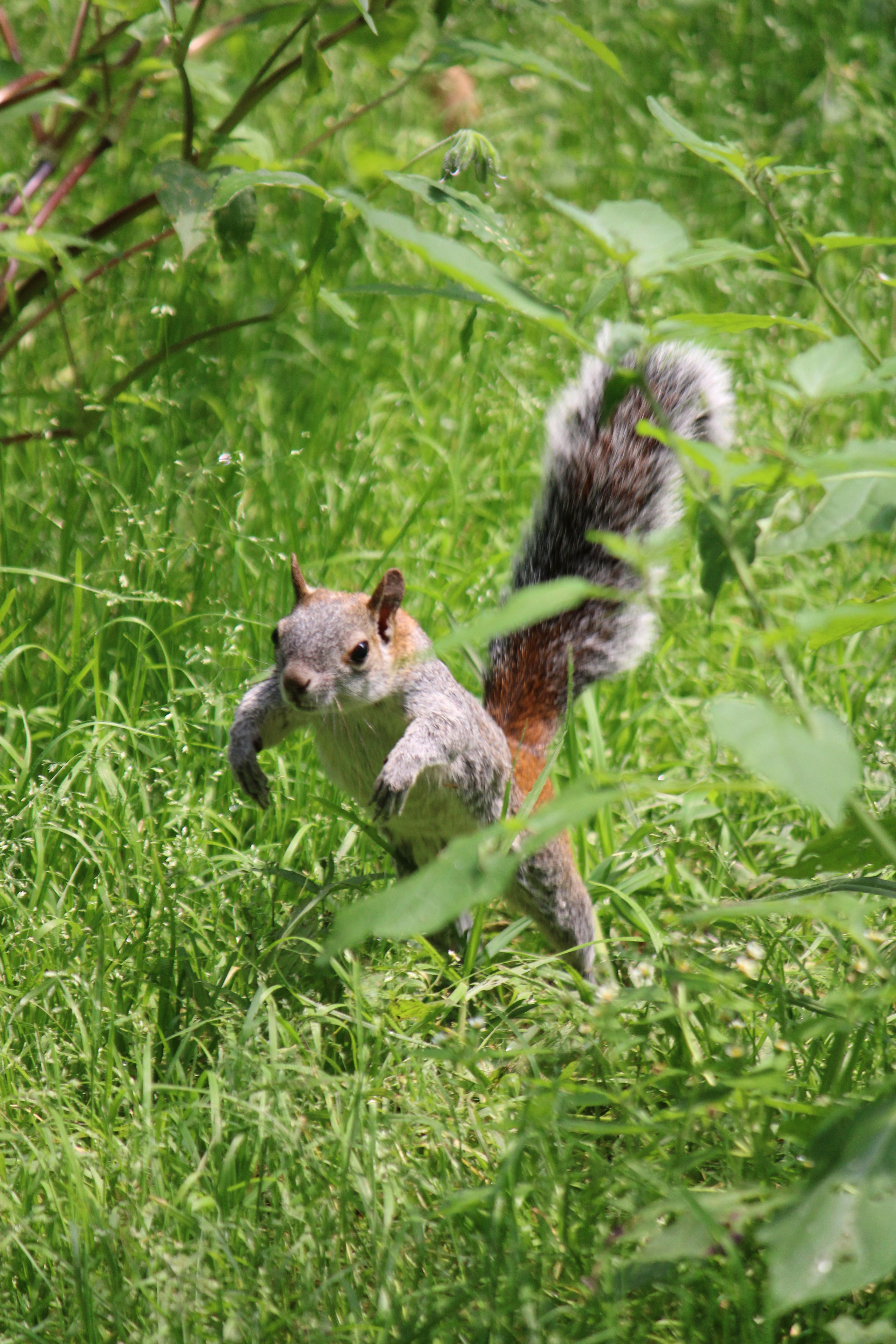 Nutty Acrobat in a Green Orchard