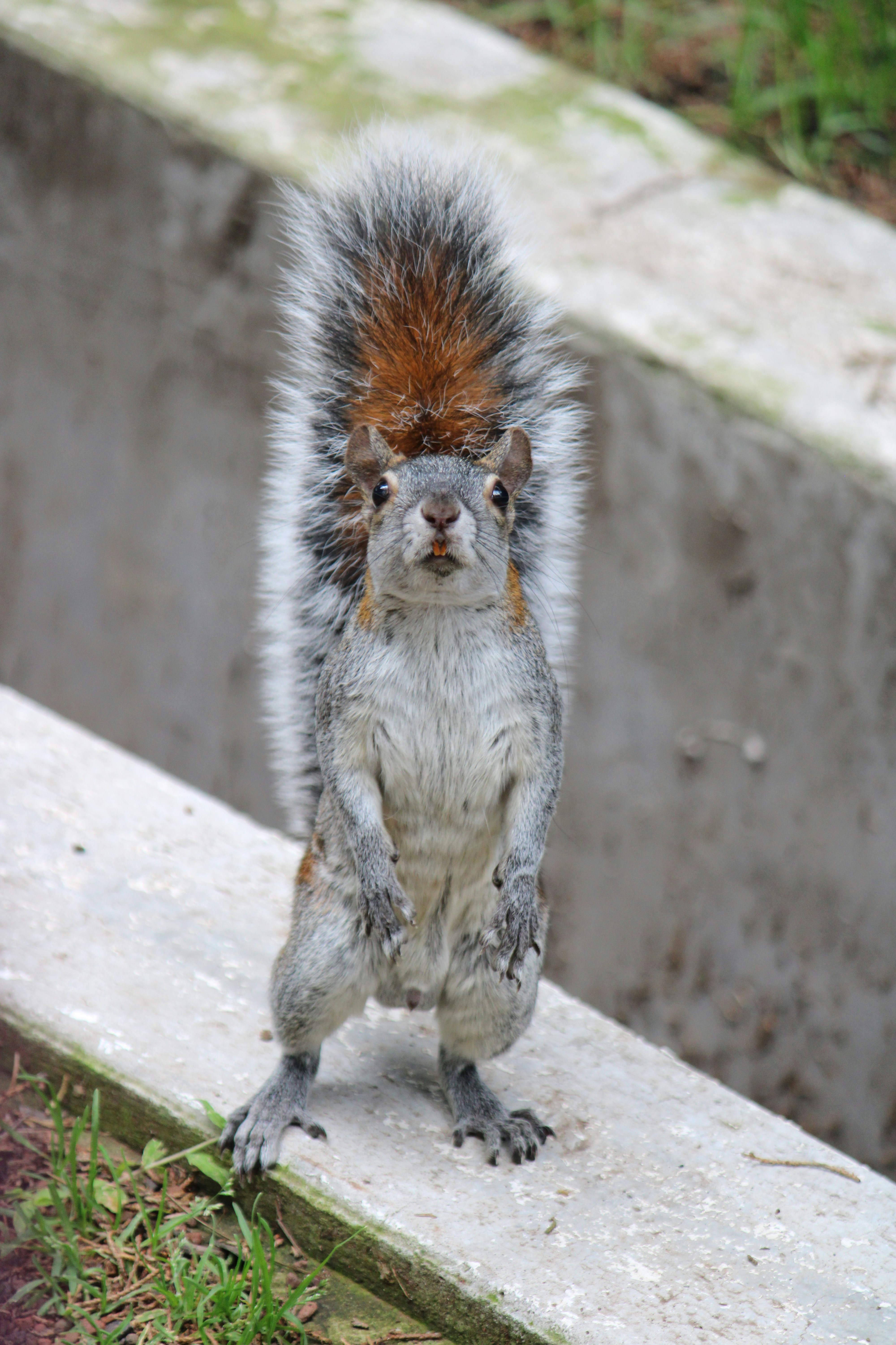 Squirrel Pose: Upward-Facing Hero on a Concrete Stair