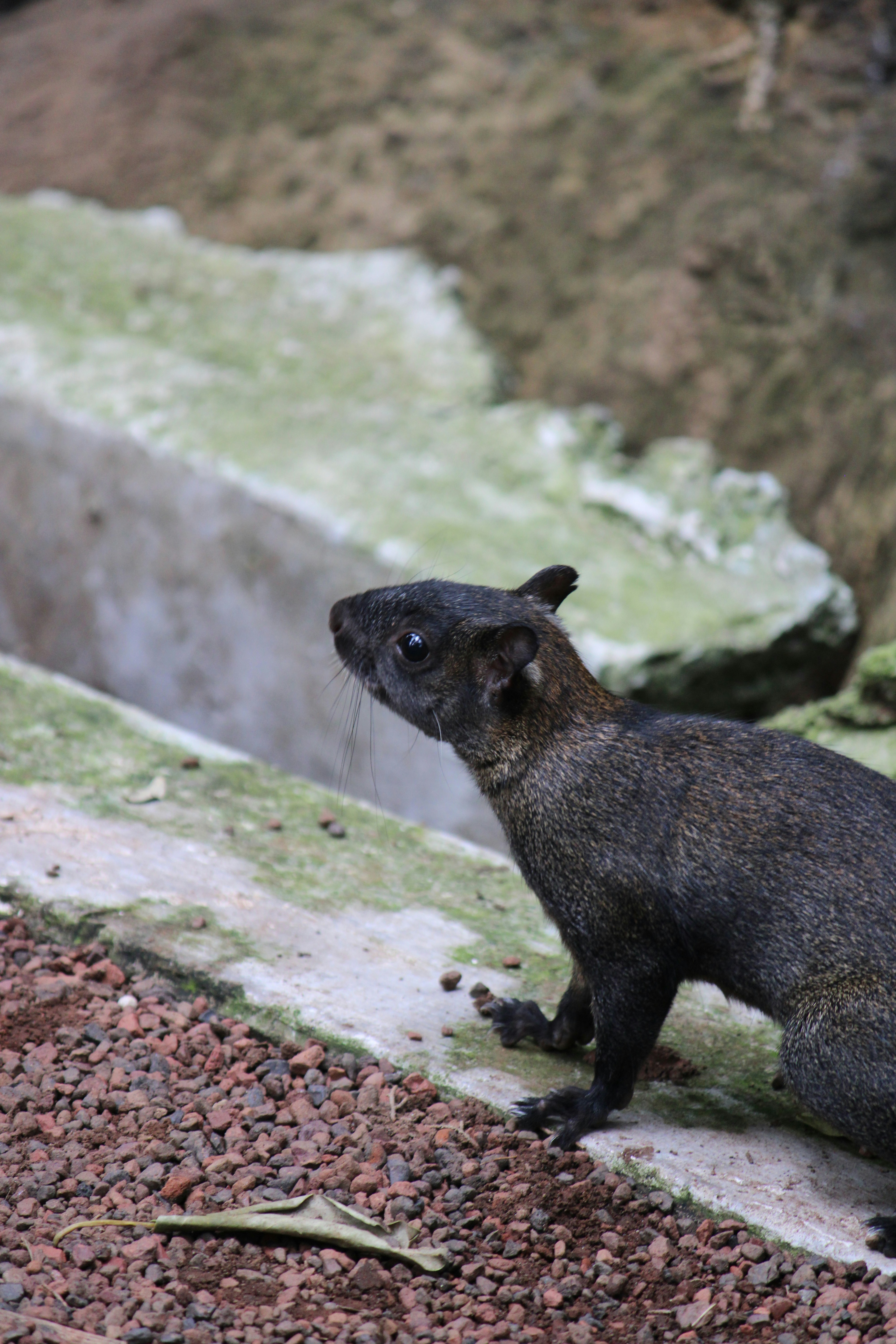 Curious Ground Squirrel Paused on Mossy Terrace