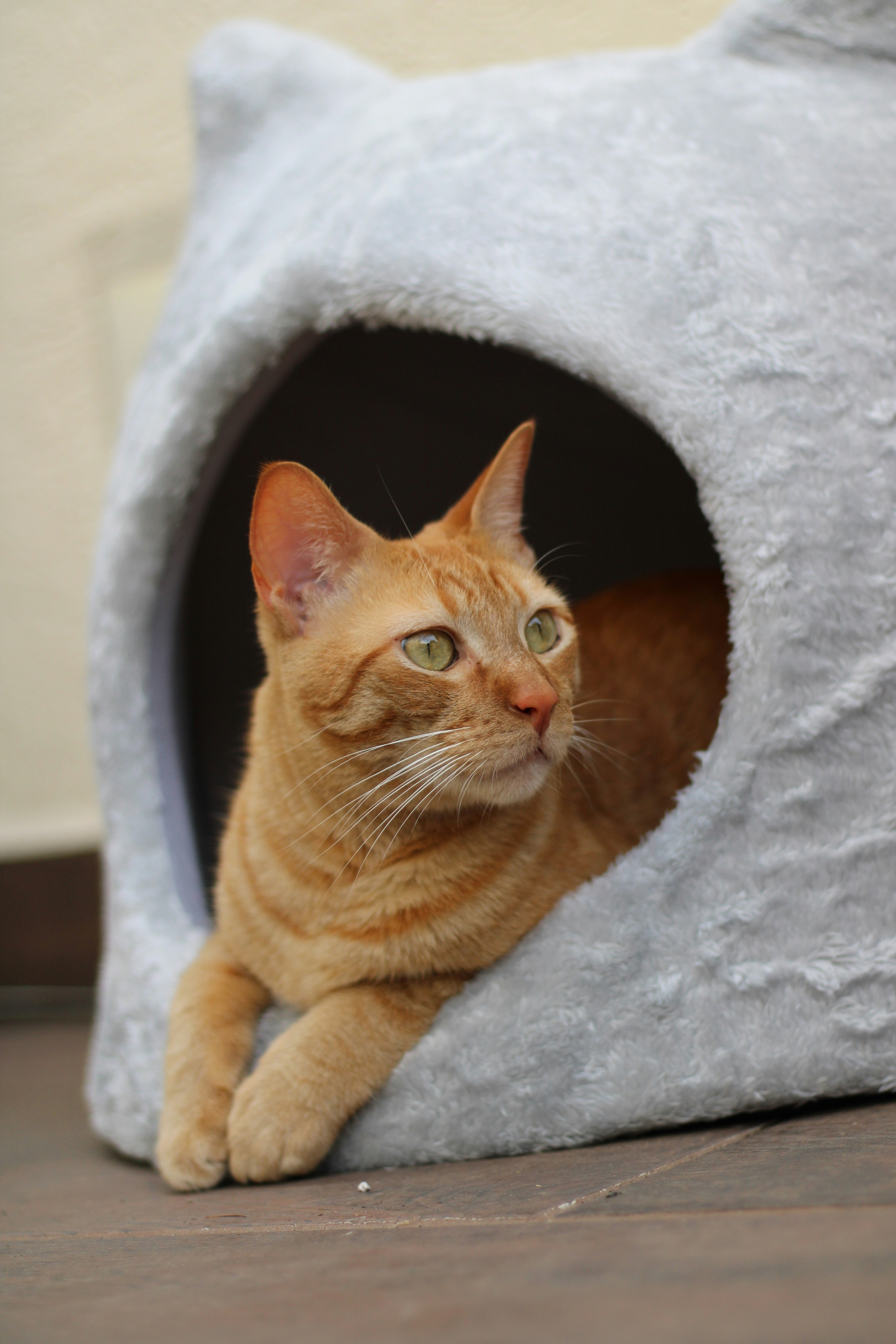 Sunlit Ginger in a Cozy Cave: The Cat reveals the Quiet Watch