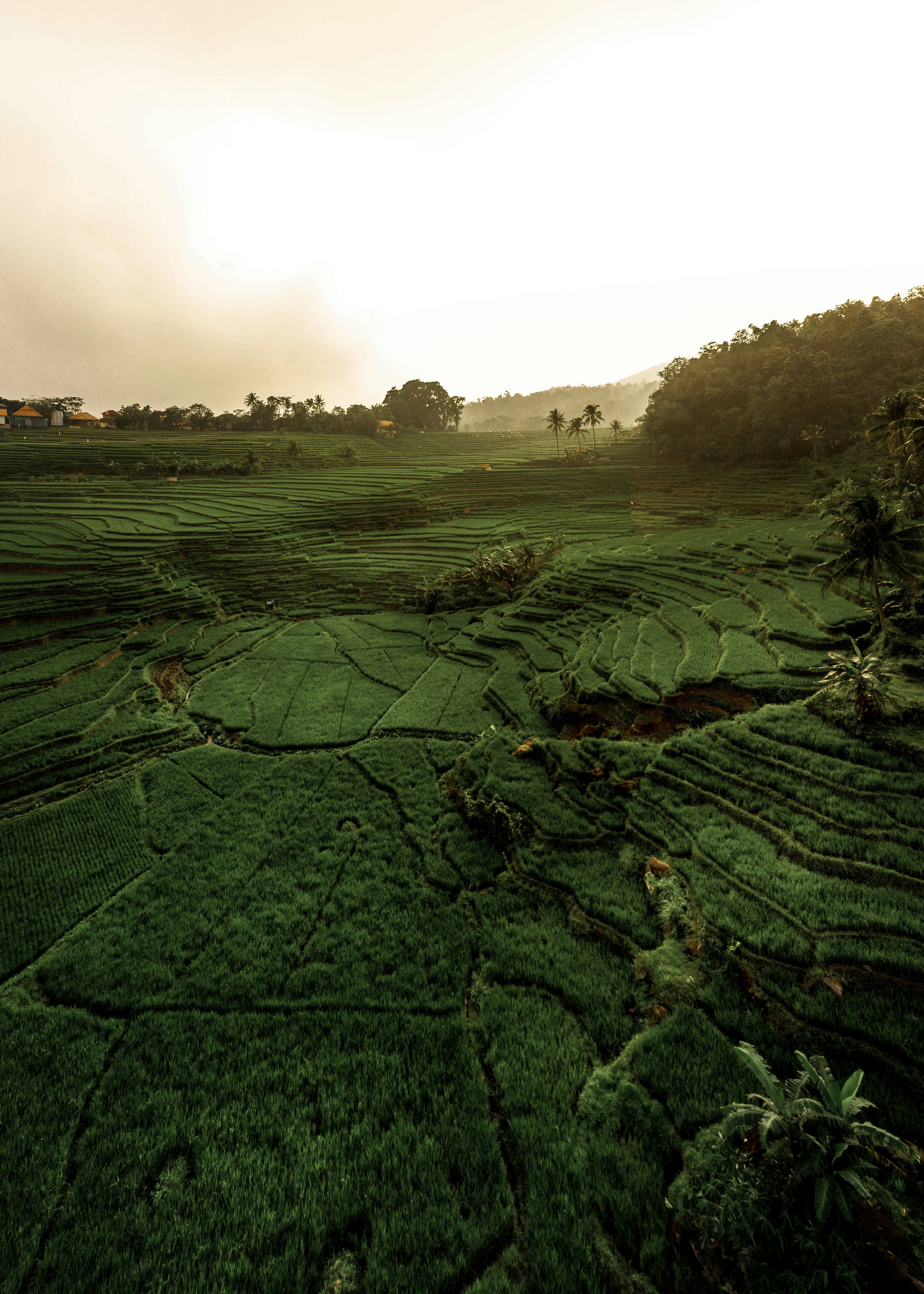 Verdant Rice Terraces Unfurl at Dawn's Quiet Edge