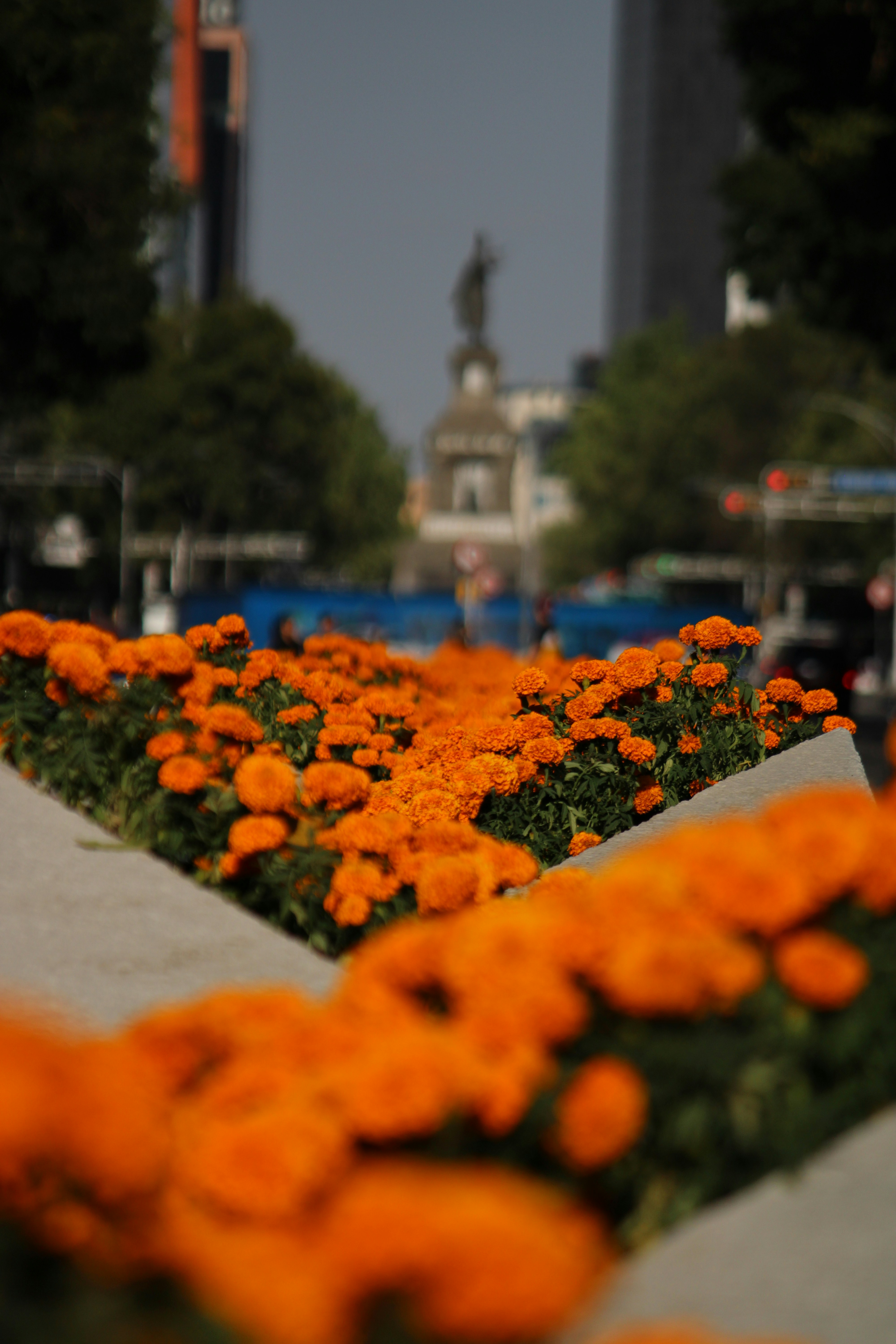 Marigold Aisle Framing a Distant Monument
