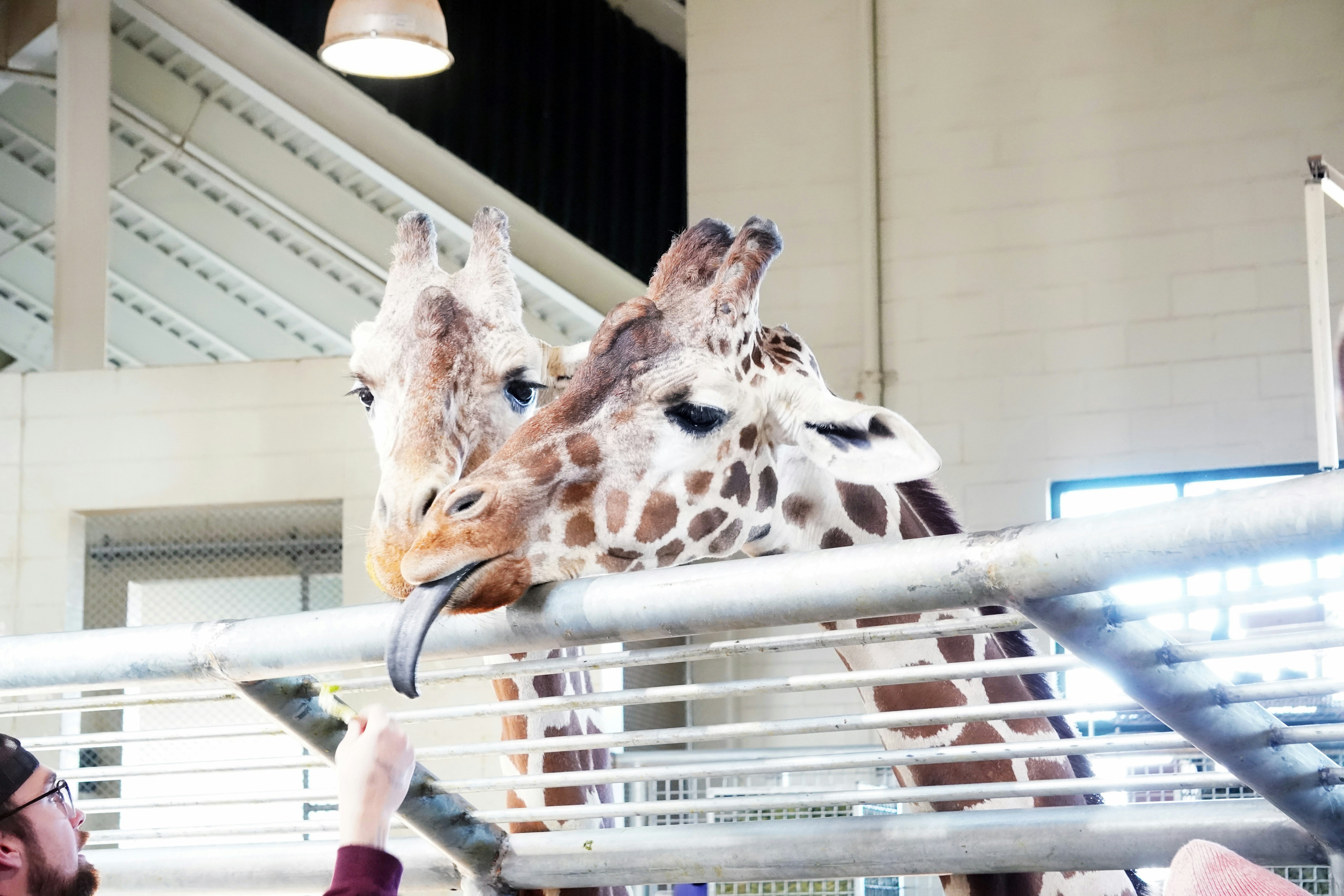 A couple of giraffe standing next to each other photo – Free Cheyenne ...