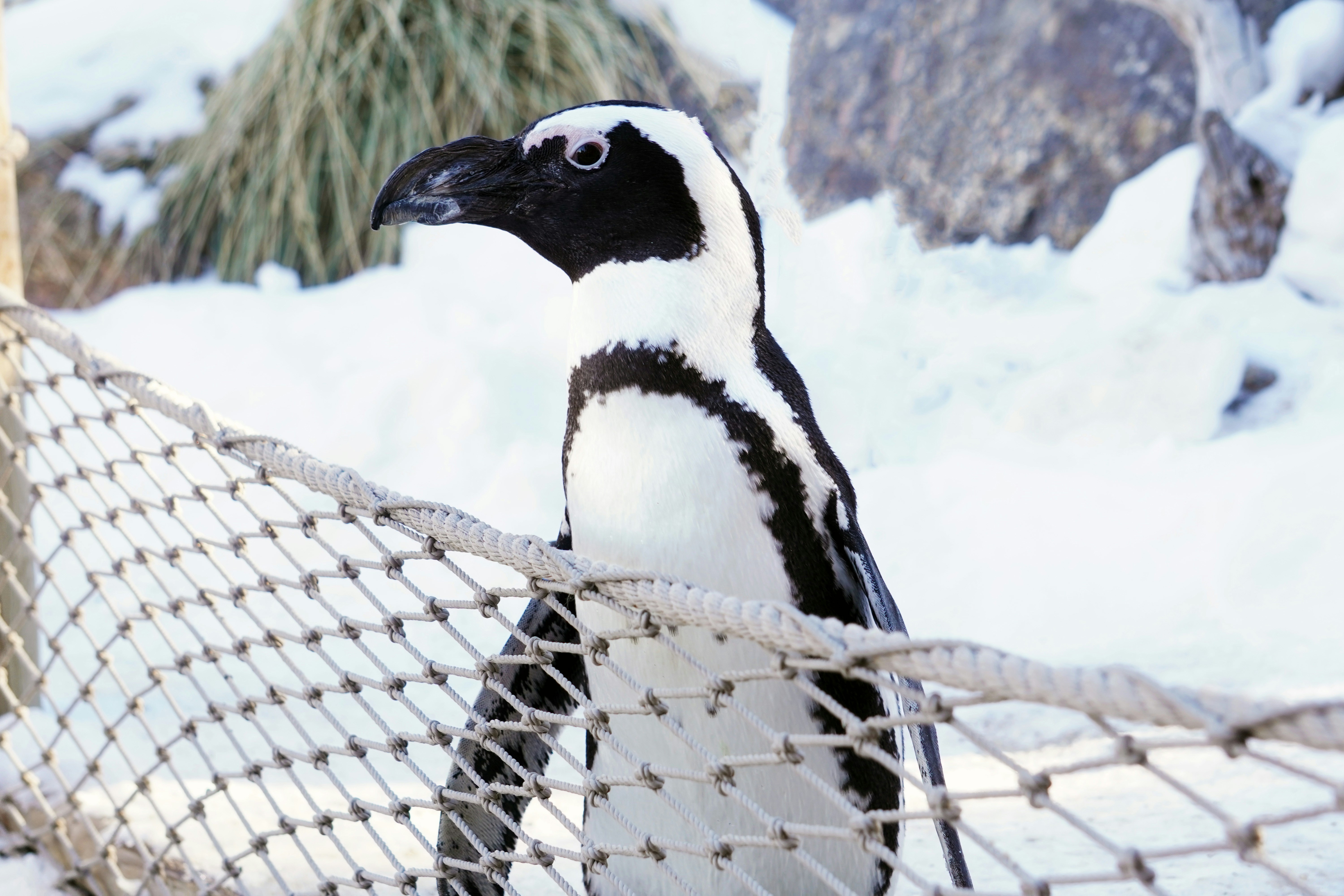 A penguin standing in a net in the snow photo – Free Cheyenne mountain ...