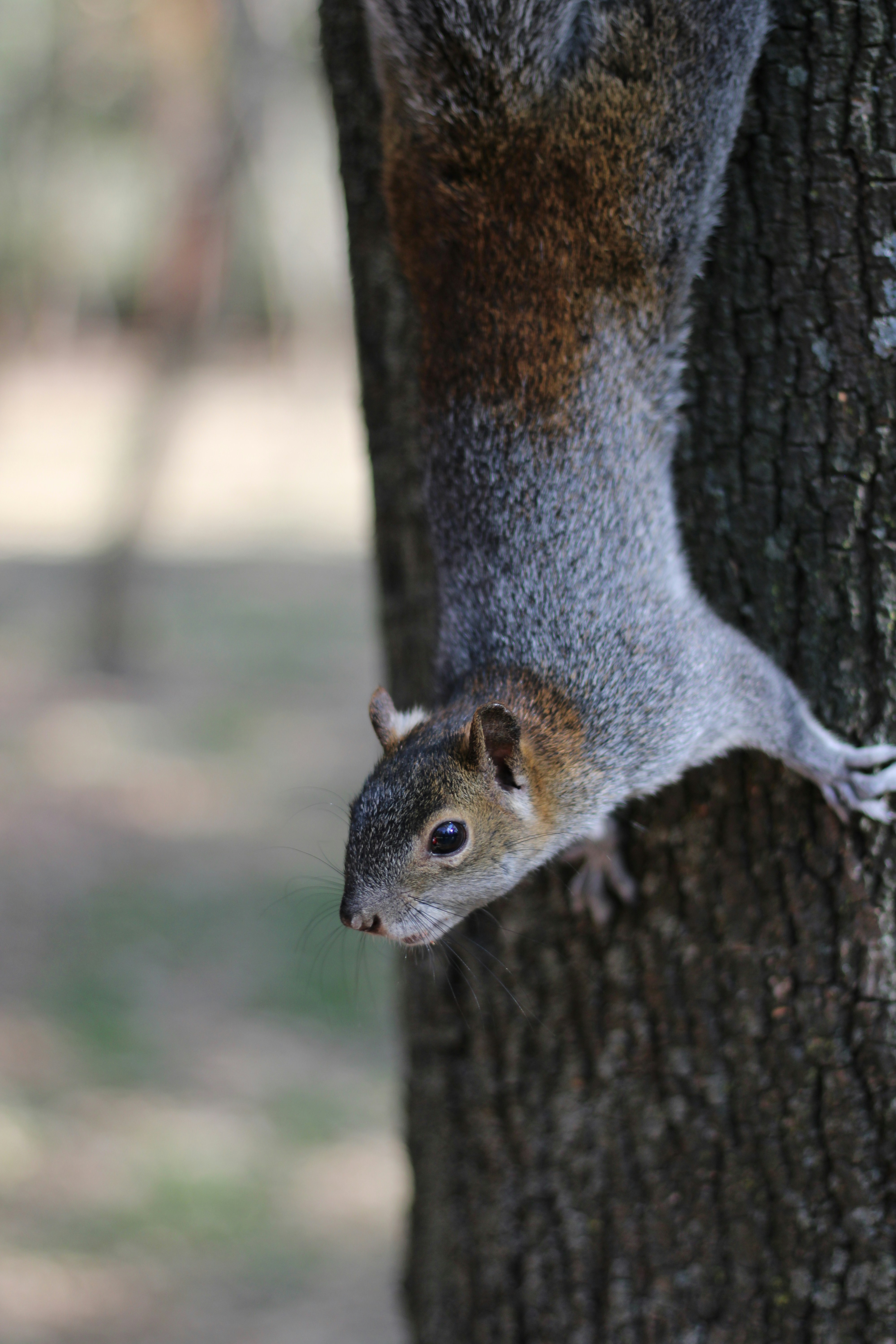 Photo by Ludovic Delot with Canon EOS 2000D