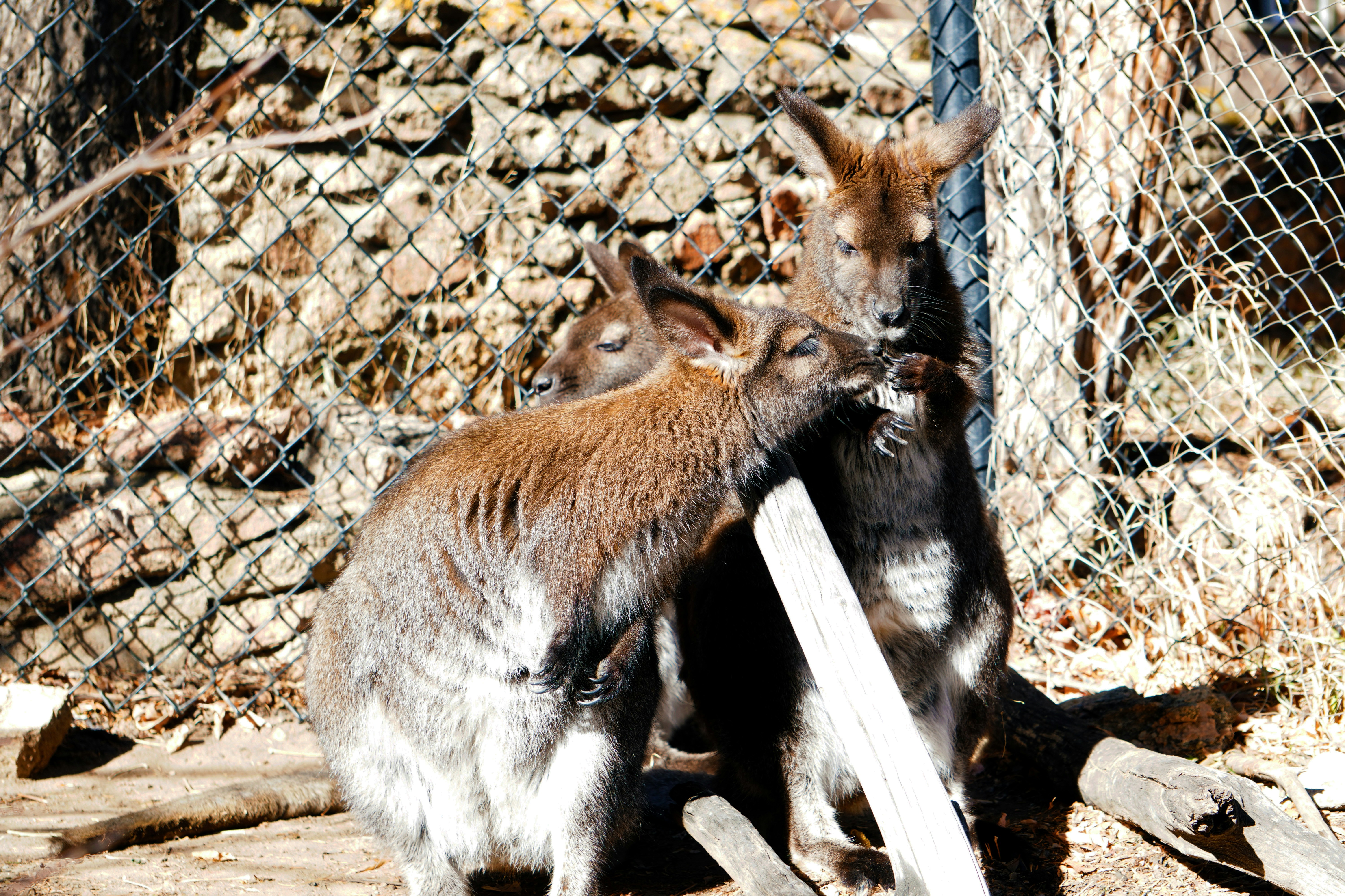 An image of three Wallabies huddling together and bathing in the sun at Cheyenne Mountain Zoo, Colorado.