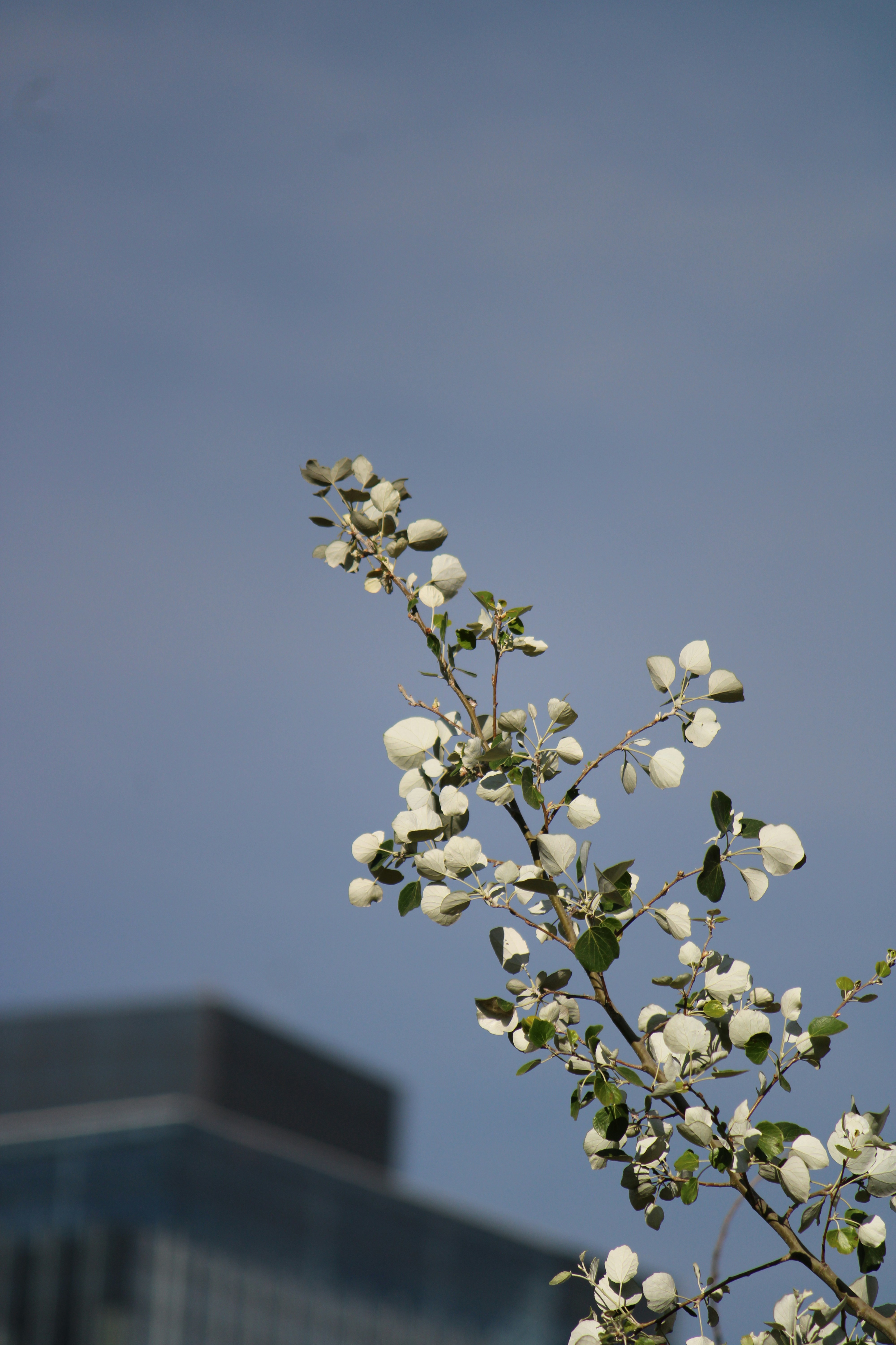 Photo by Ludovic Delot with Canon EOS 2000D