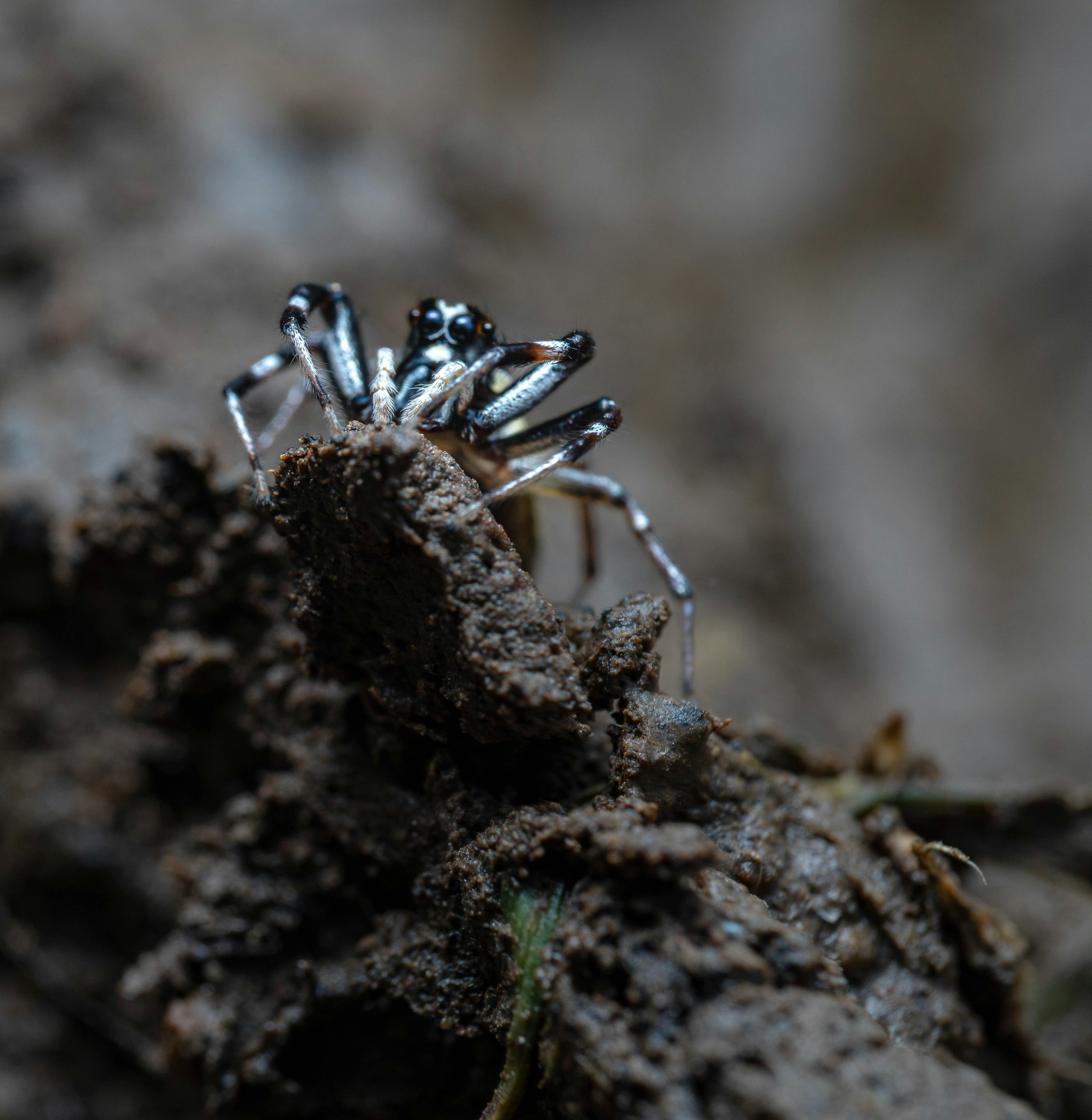 Cracked Soil Spotlight: A Tiny Spider in Macro Detail