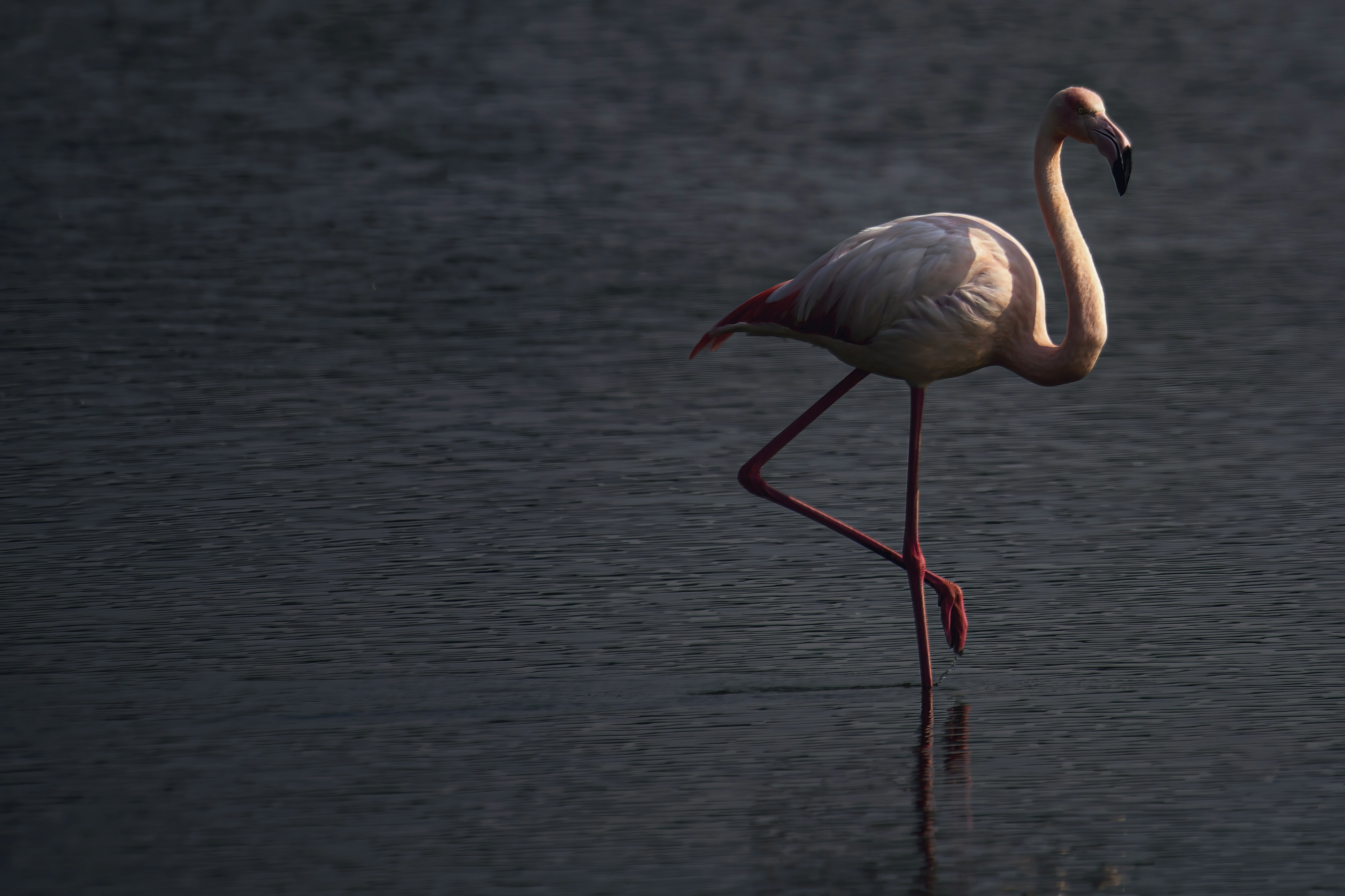 Flamingo in Dusk: One-Legged Poise on Quiet Water