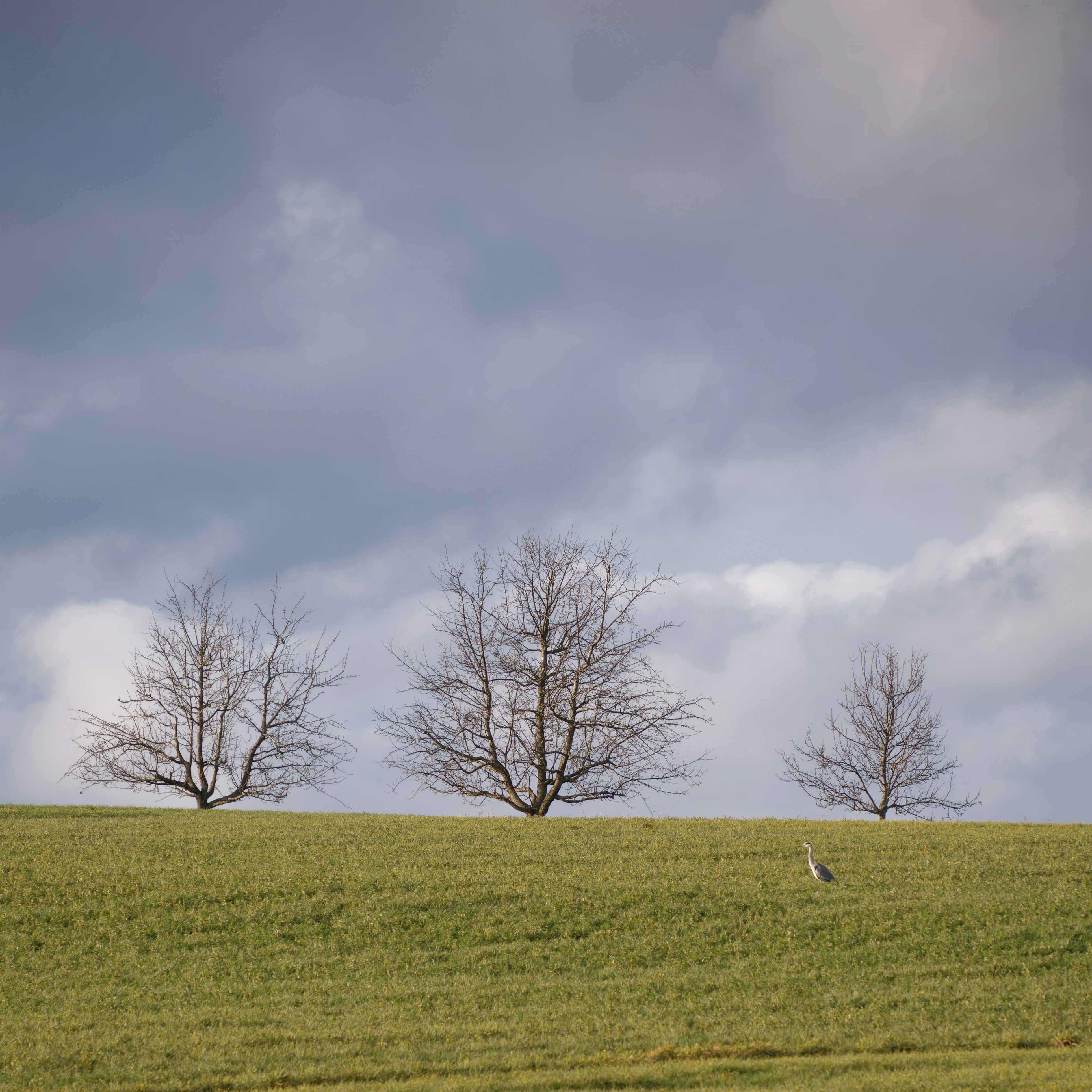 Three Sparse Trees on a Gentle Slope Under a Looming Sky