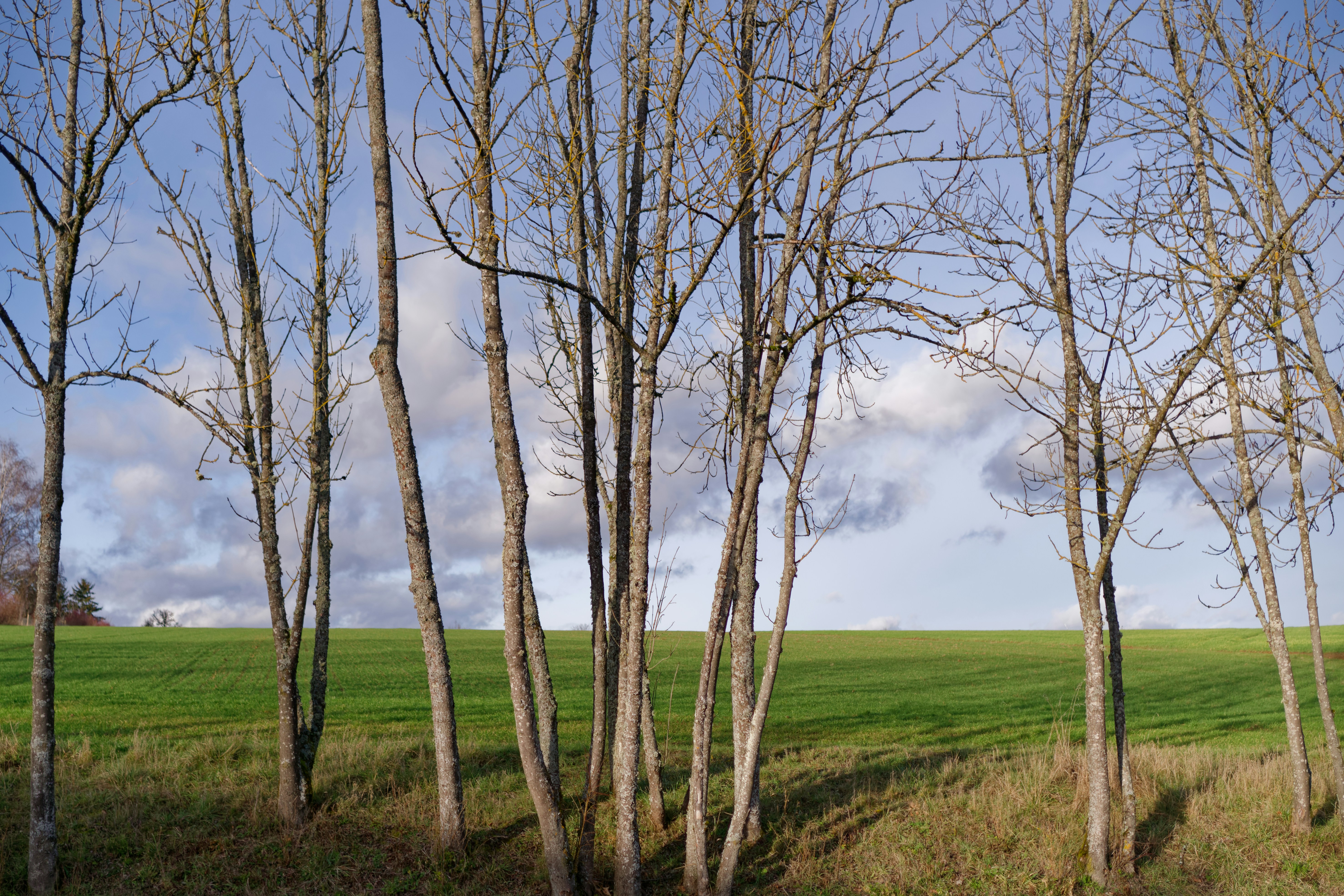 Bare trees stand against a backdrop of vibrant green grass and a sky dotted with fluffy clouds.