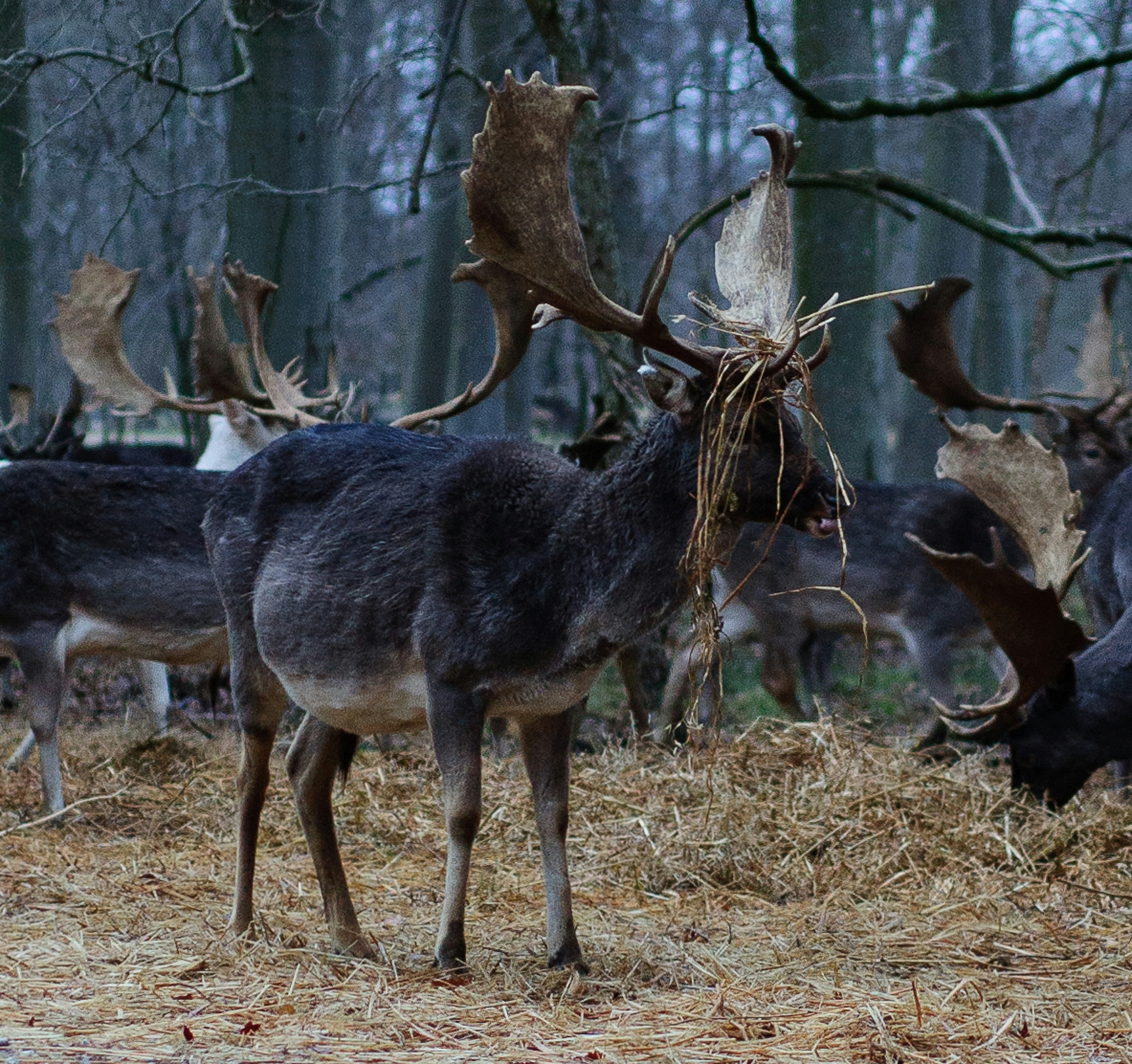 Deer Horns Pictures | Download Free Images on Unsplash