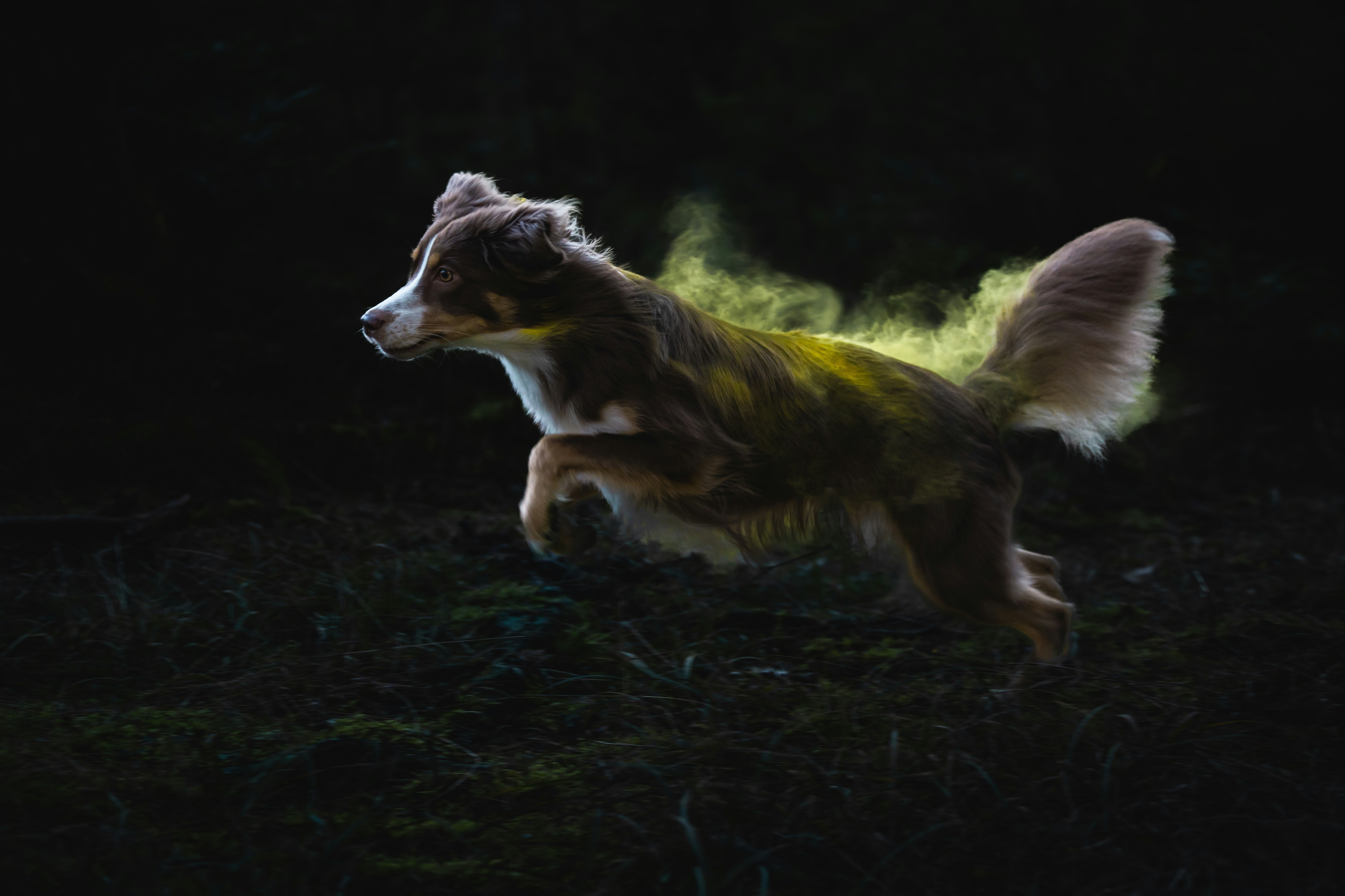 Moonlit Dash: A Border Collie Surges Through a Shadowed Forest with a Neon Backlight