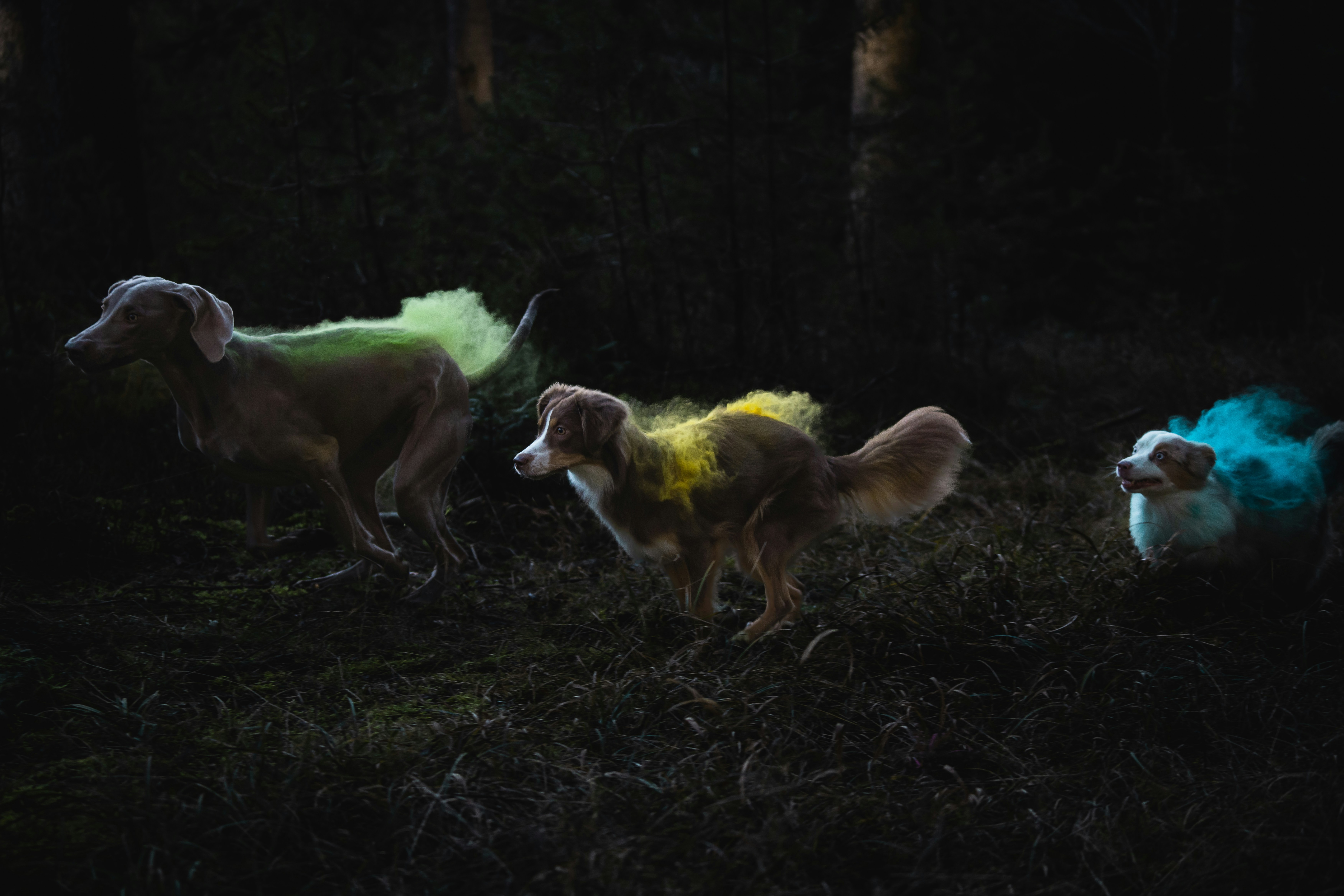 A group of dogs in the dark with colored hair photo – Free Glow Image ...